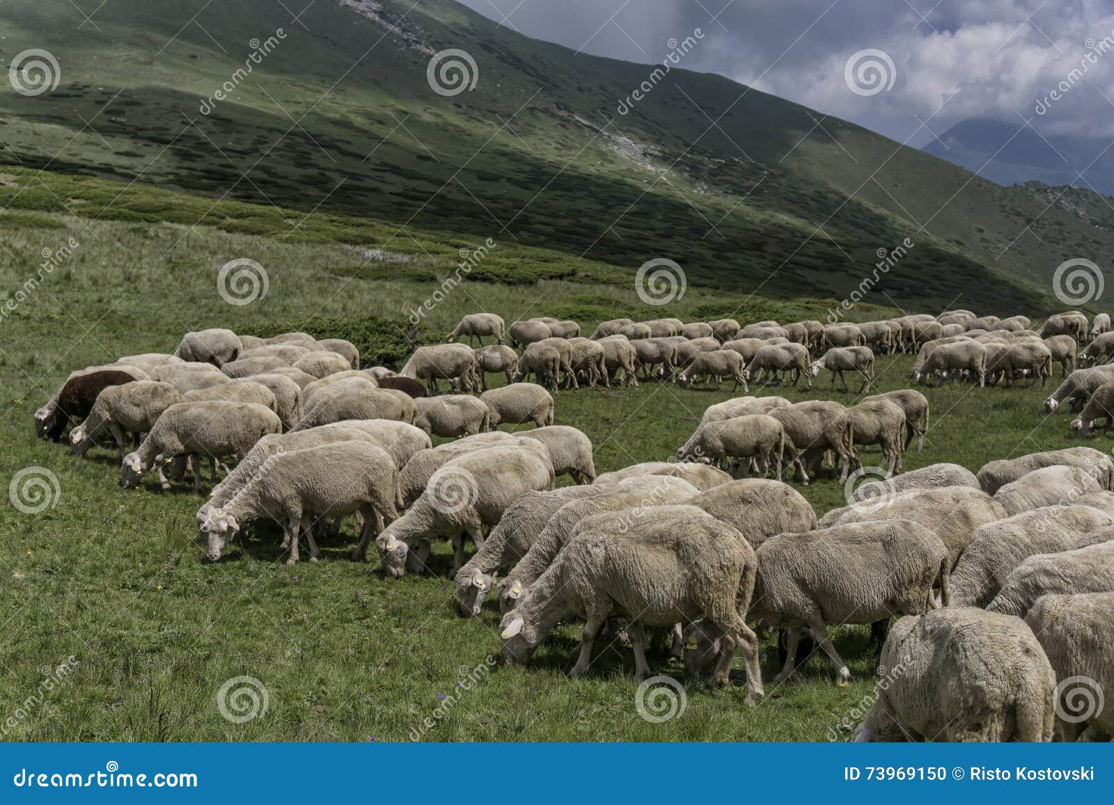 A Herd of Sheep in Mountains Stock Photo - Image of sheep, animal: 73969150