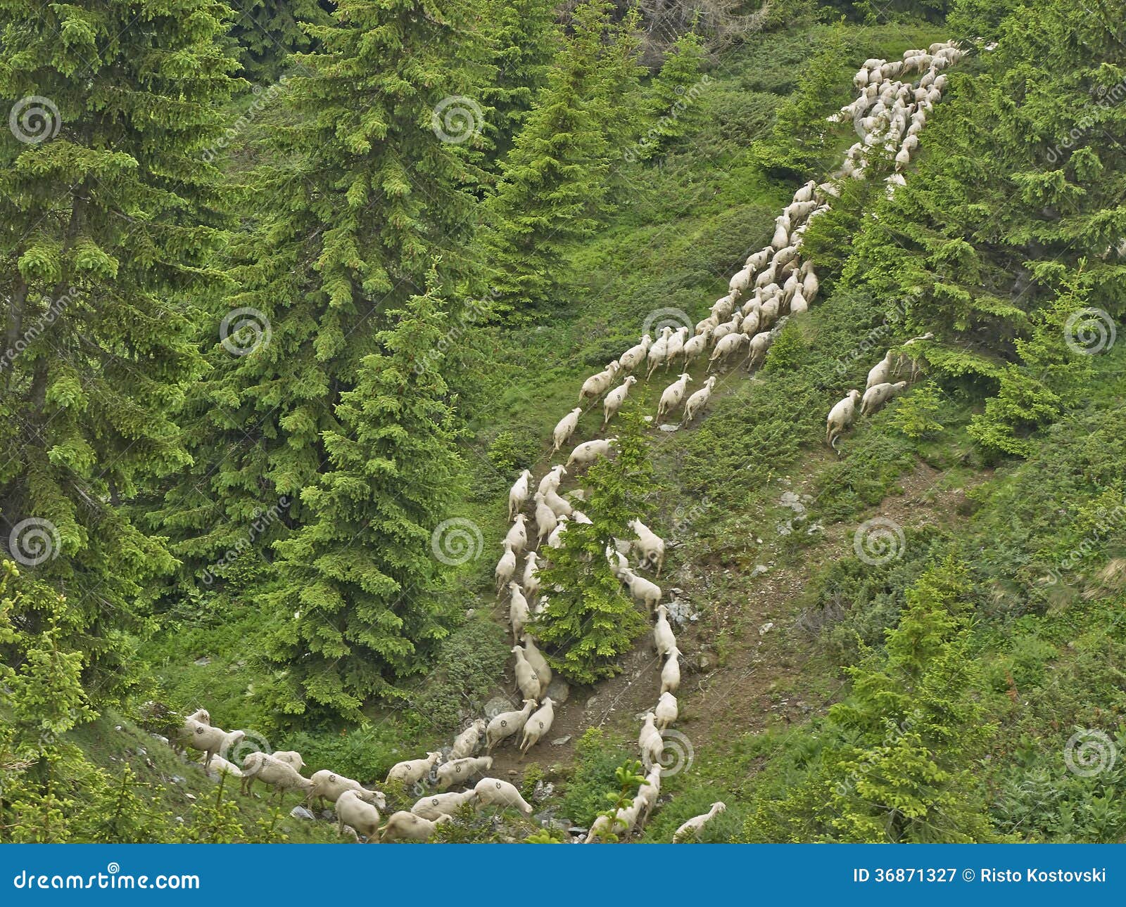 Herd of Sheep Moving in the Forest Stock Image - Image of sheep, hill ...