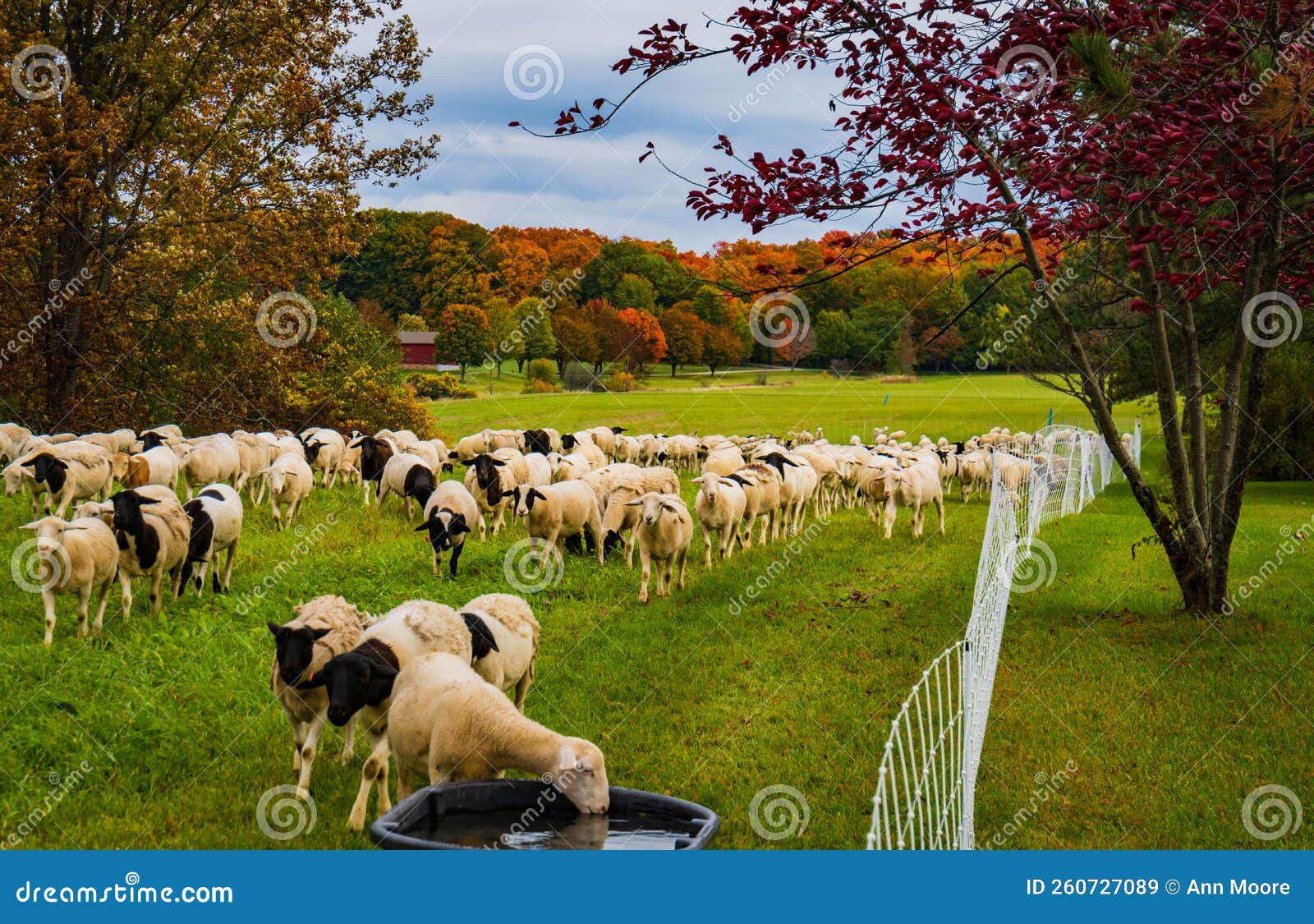 Herd of Sheep Moving Forward on a Farm Stock Image - Image of livestock ...