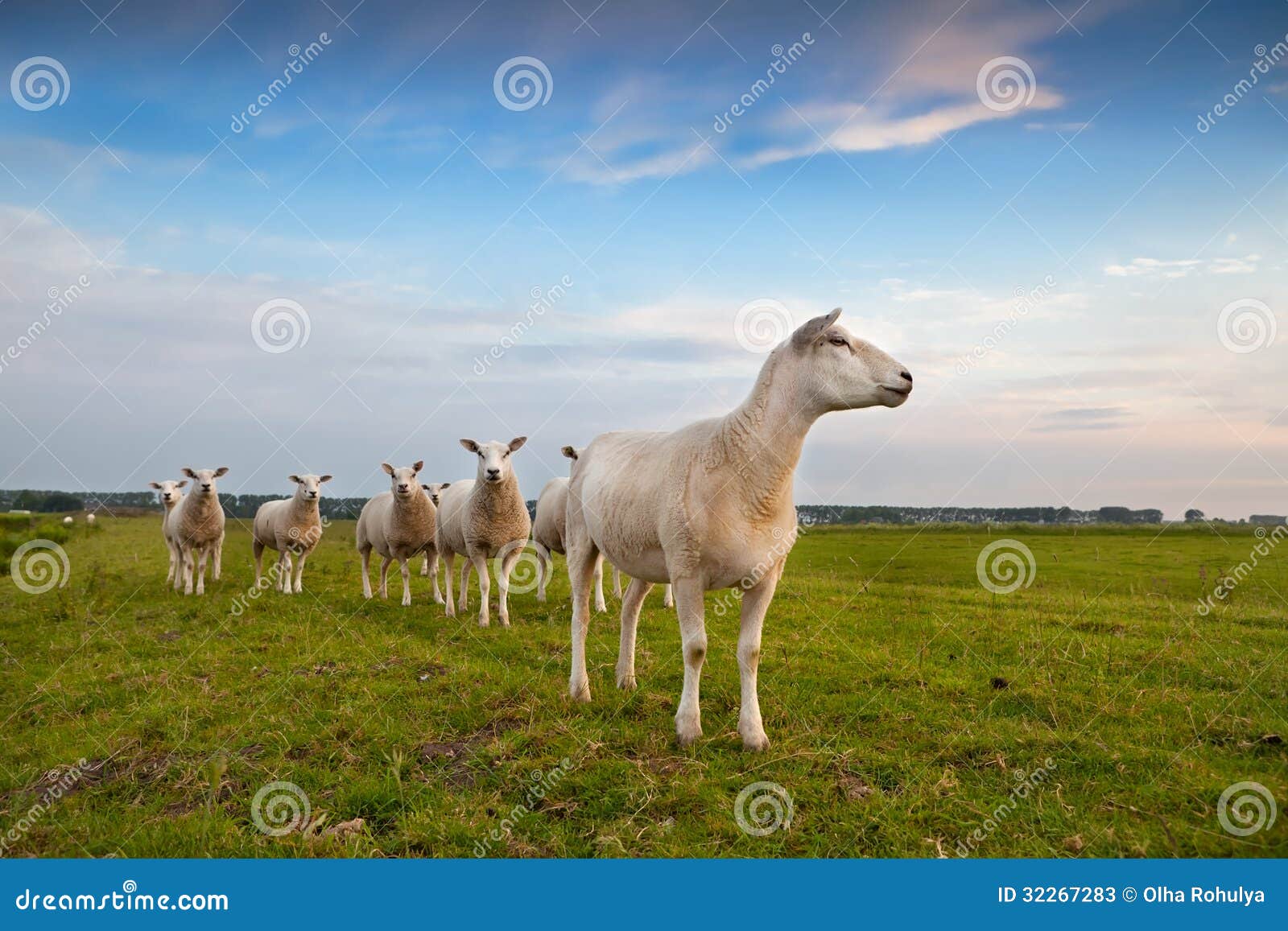 Herd of Sheep Over Blue Sky Stock Image - Image of horizon, cloud: 32267283