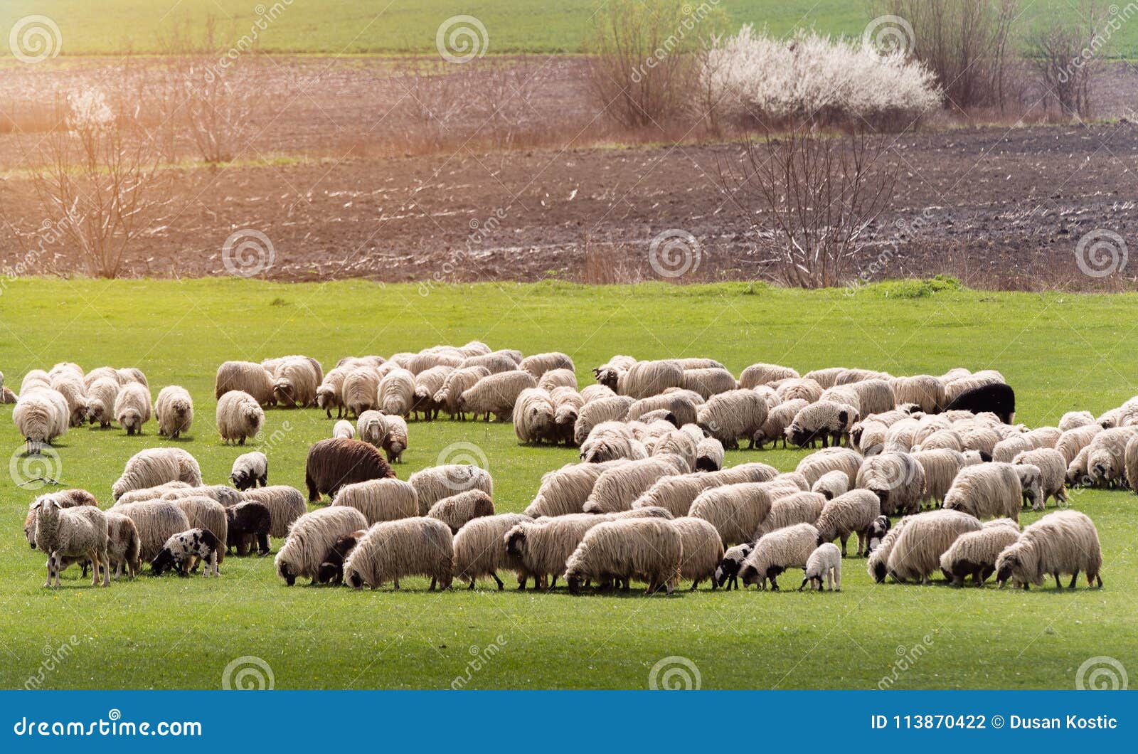 Sheep Pasture - Port Jackson - New Zealand Stock Photography ...
