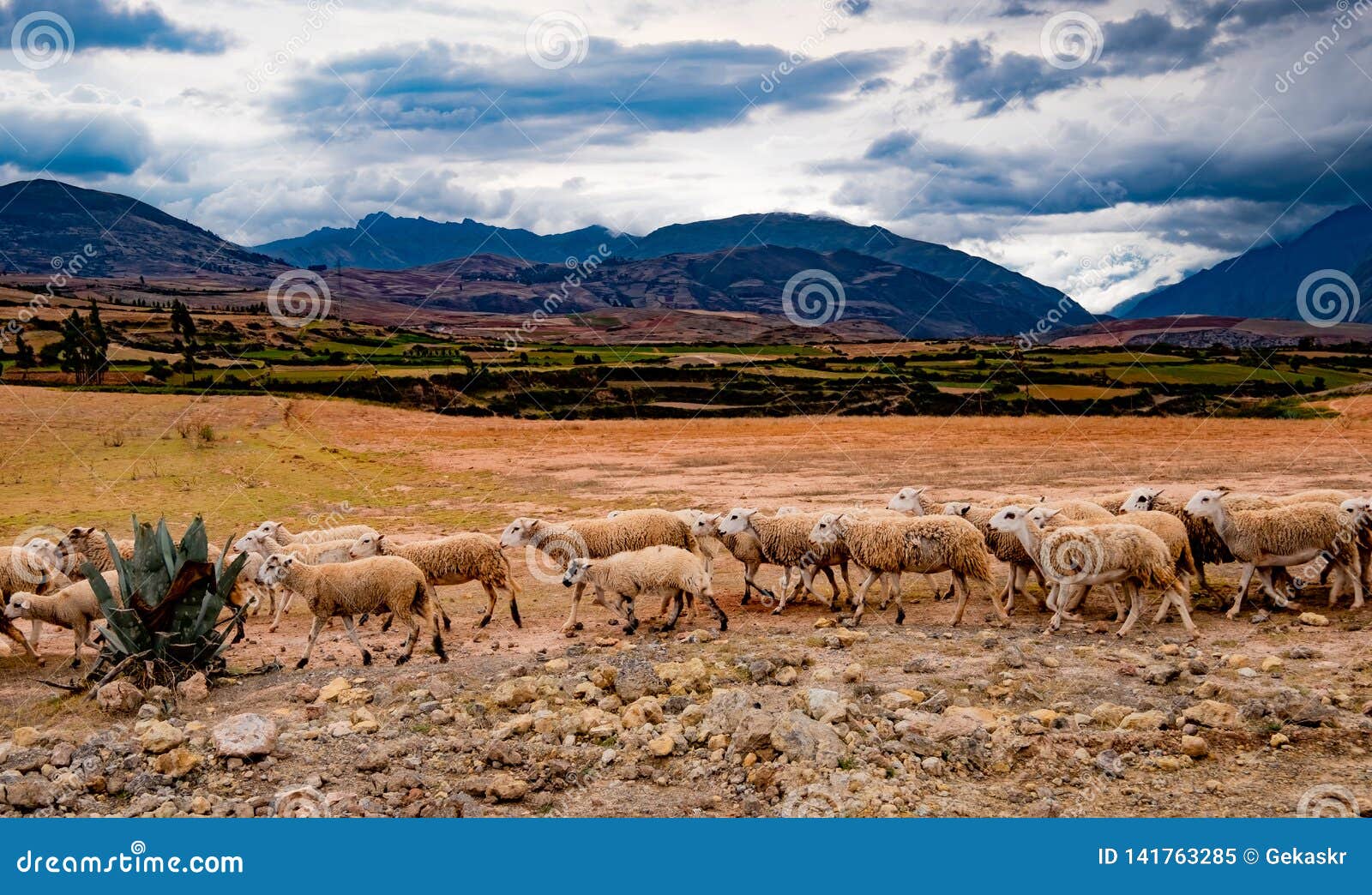 Herd of sheep in Peru stock image. Image of flock, altitude - 141763285
