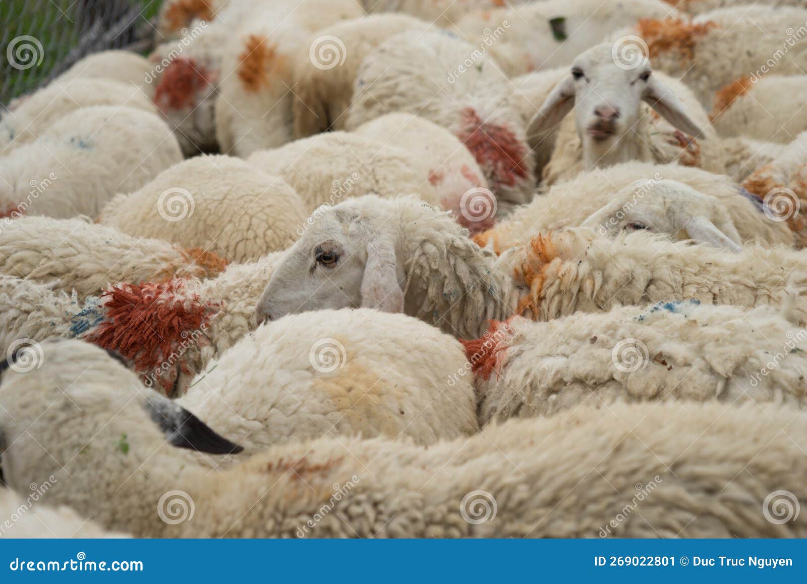 A Herd of Sheep in Phan Rang, Vietnam. Stock Image - Image of cattle ...