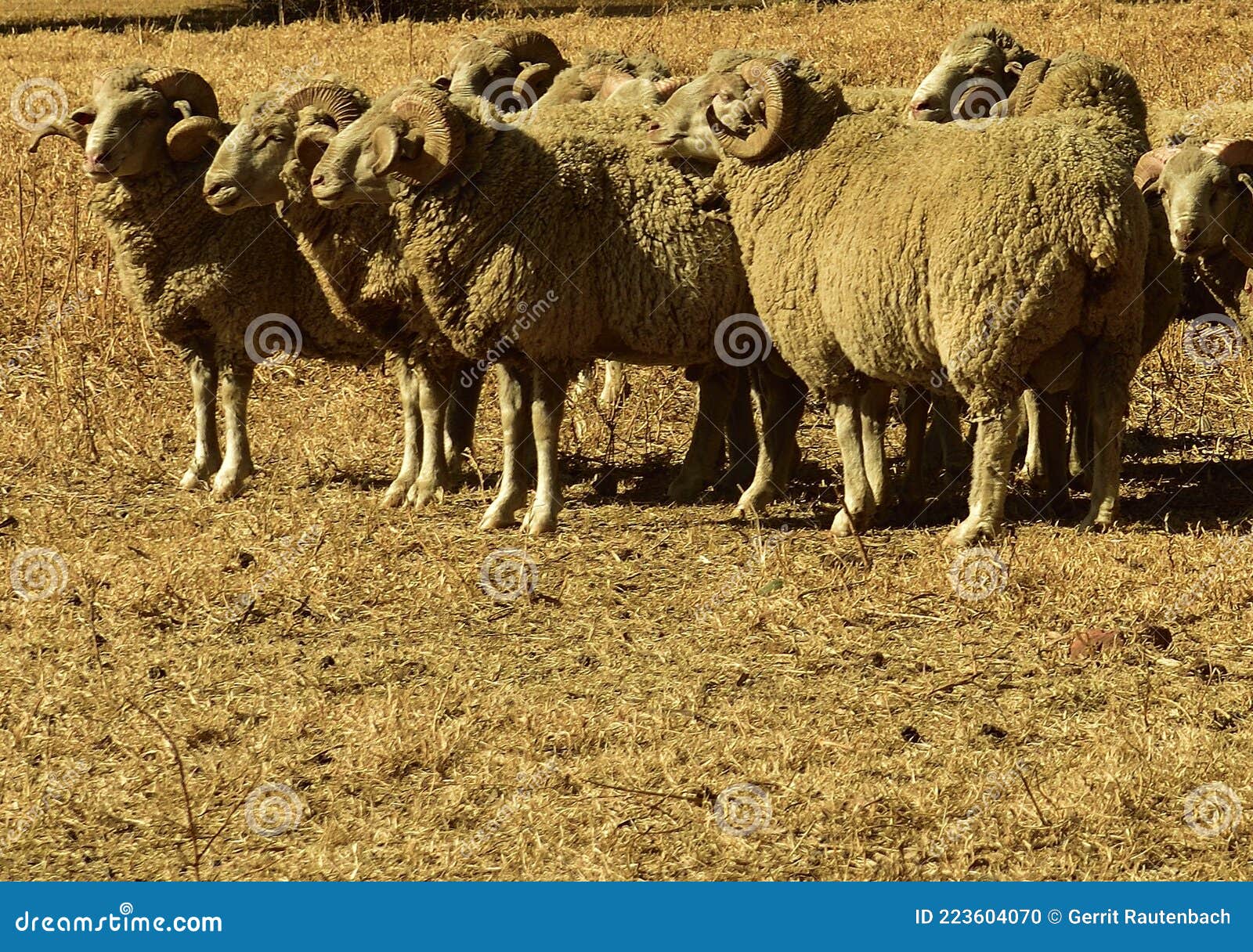 A Herd of Sheep Rams Bundled Up Together Stock Photo - Image of farming ...