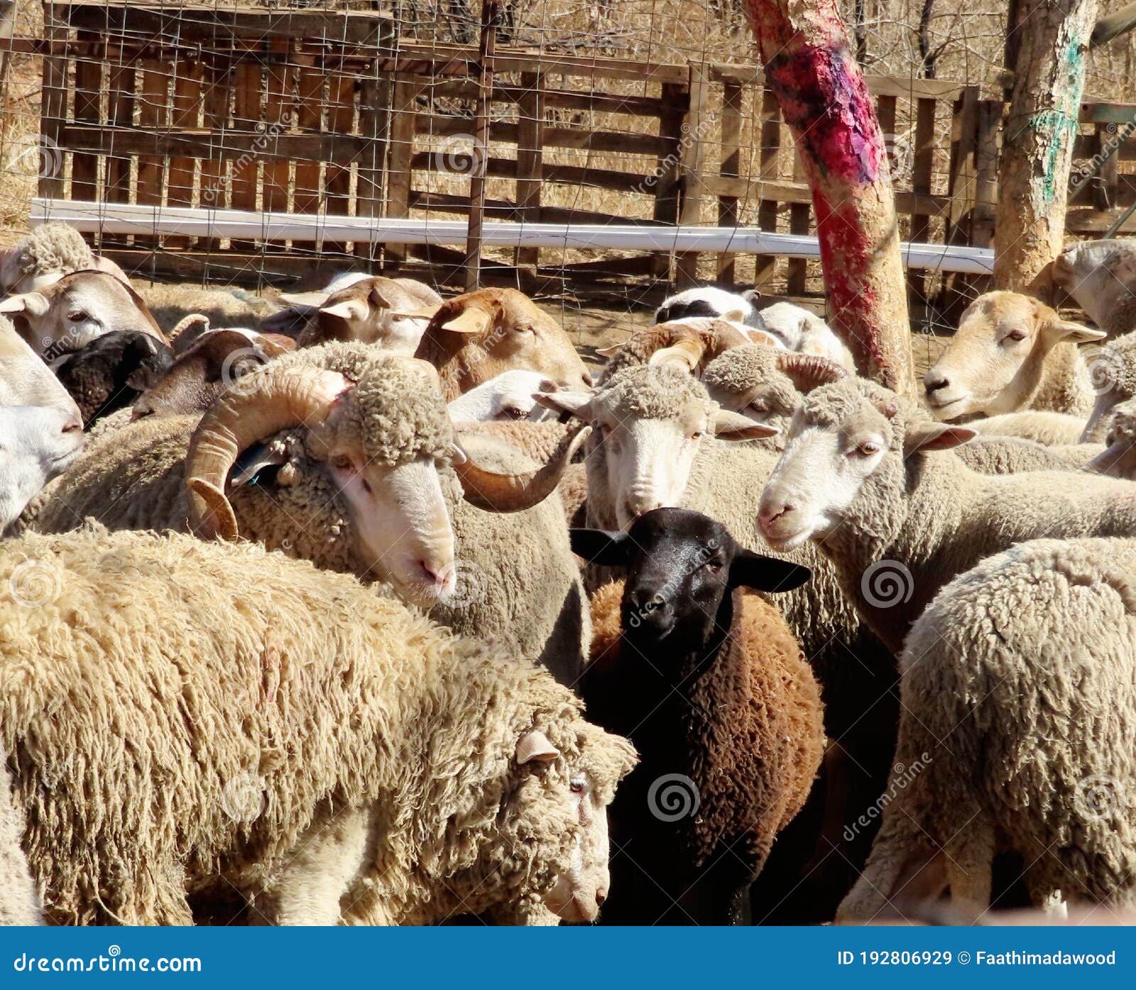 A Herd of Sheep and Rams at a Farm or Ranch. Editorial Stock Image ...