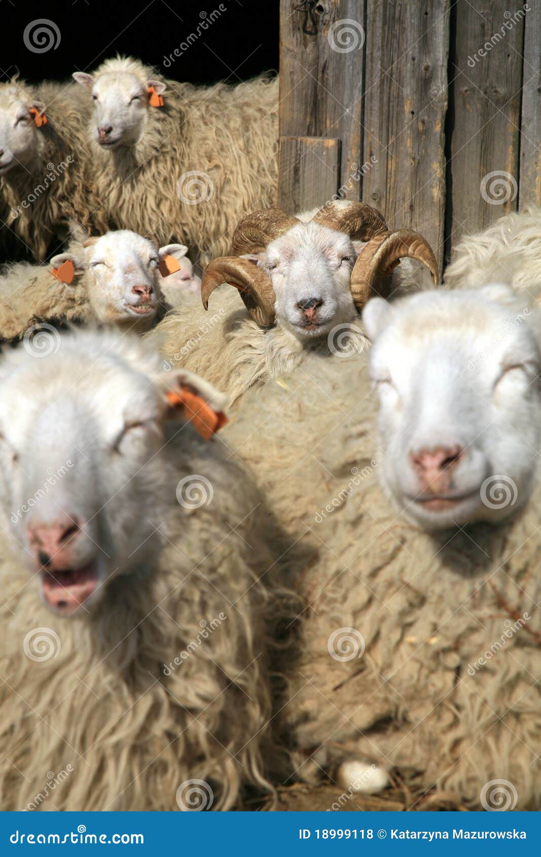 Sheep Basking On Grass Royalty-Free Stock Photography | CartoonDealer ...