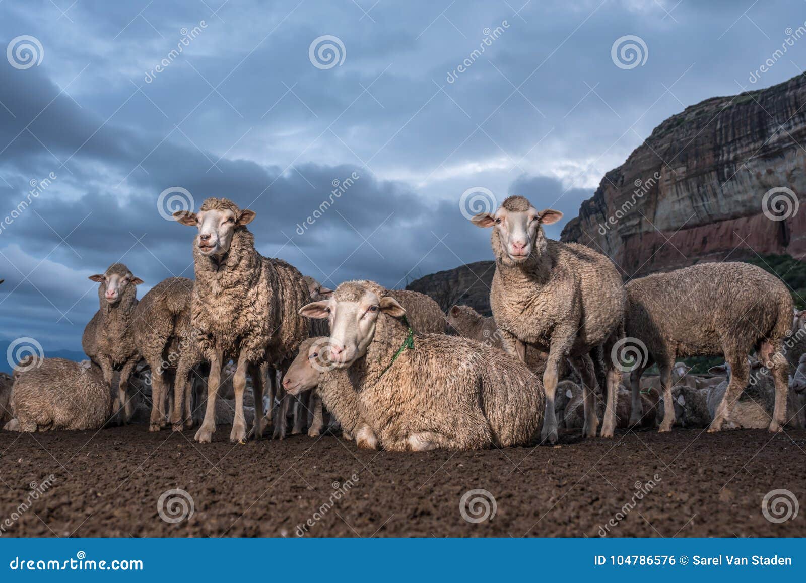 A Herd of sheep resting stock photo. Image of male, farmland - 104786576