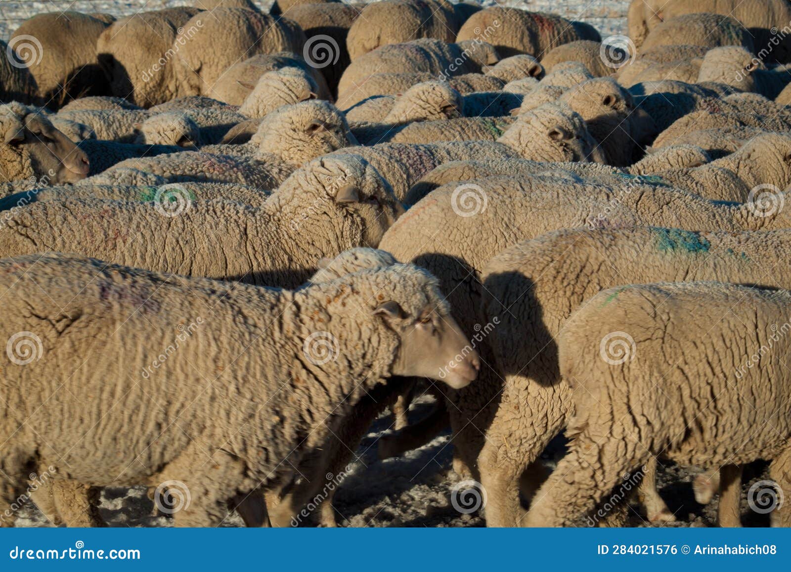 Sheep Drive stock photo. Image of livestock, herd, sheep - 284021576