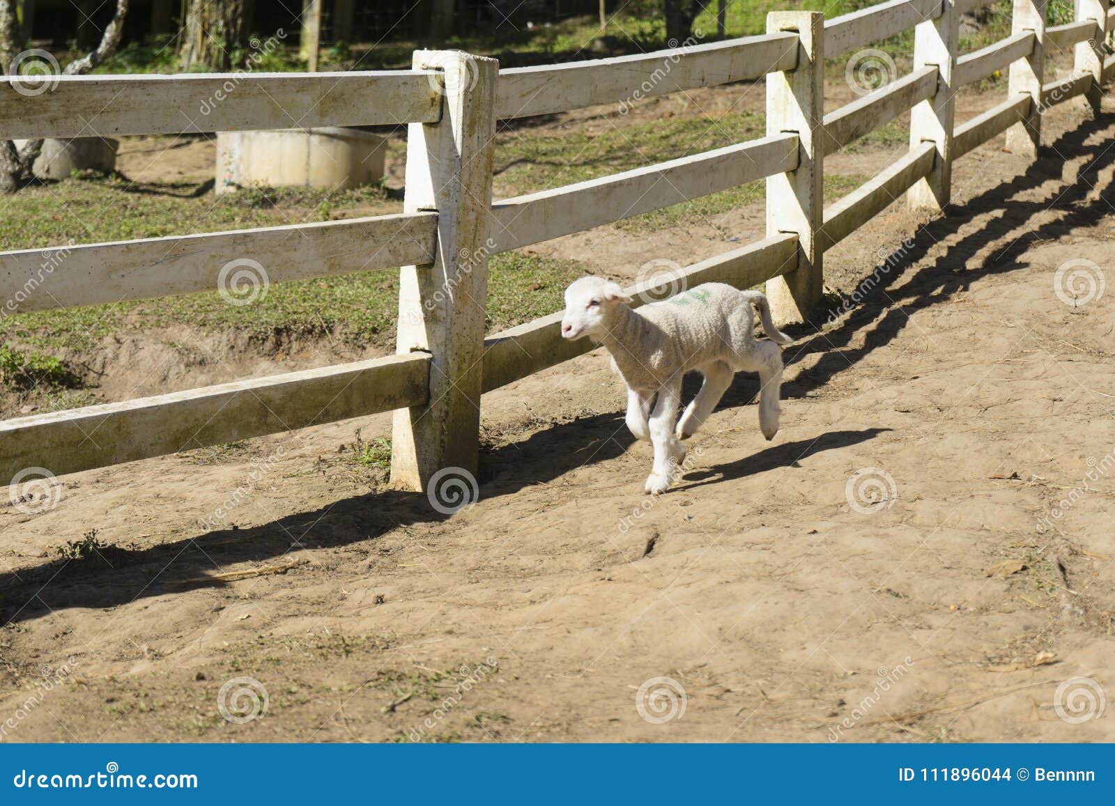 Picture of a pack of sheep stock photo. Image of herd - 111896044