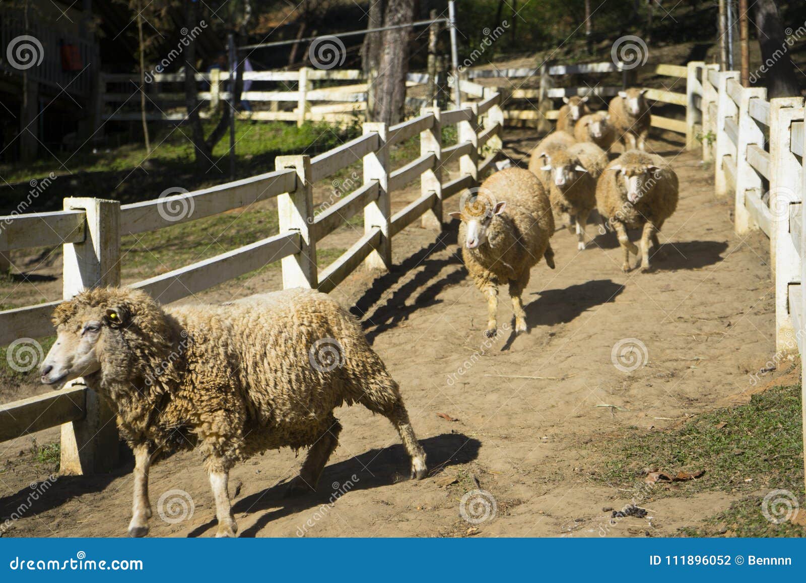 Picture of a pack of sheep stock photo. Image of horizontal - 111896052