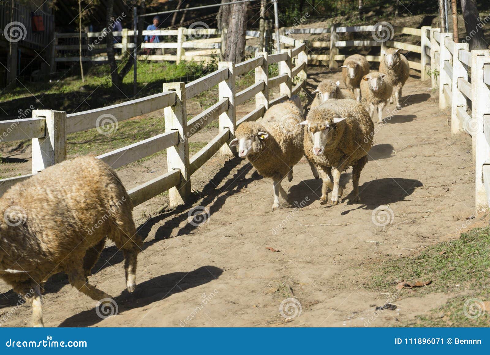Picture of a pack of sheep stock image. Image of animal - 111896071