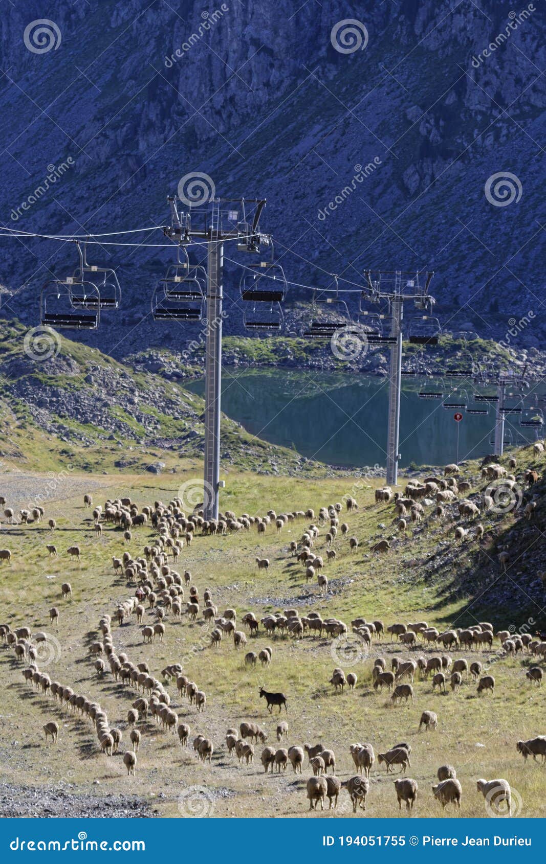 A Herd of Sheep Under the Ski Lift Piles Stock Image - Image of sheep ...