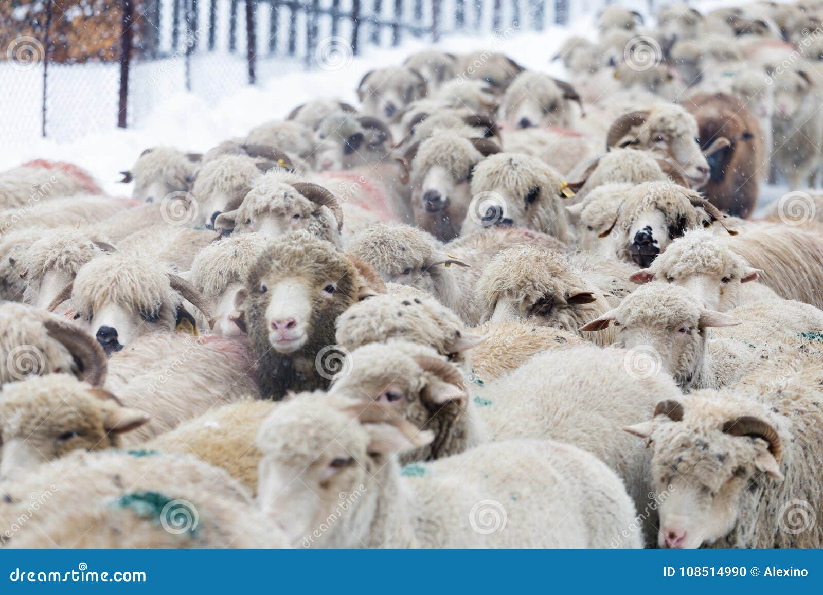 Herd of sheep in winter stock photo. Image of sheep - 108514990