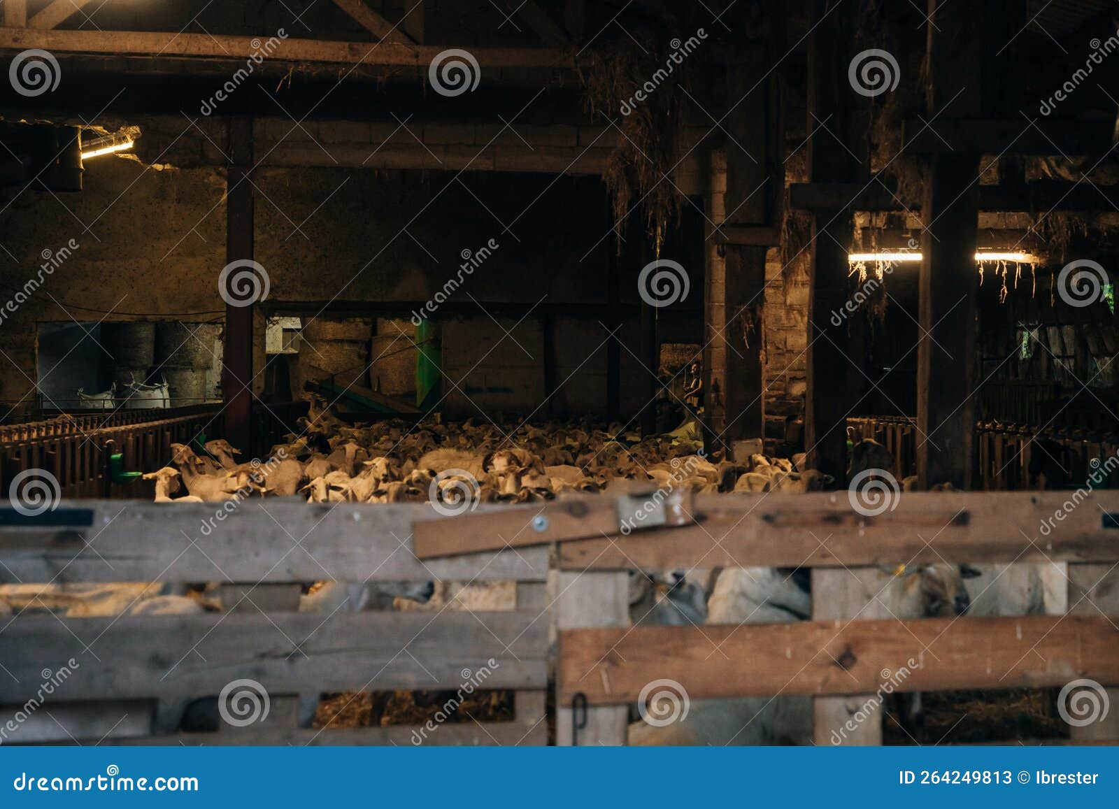 Sheep Fold Stock Image | CartoonDealer.com #38483905