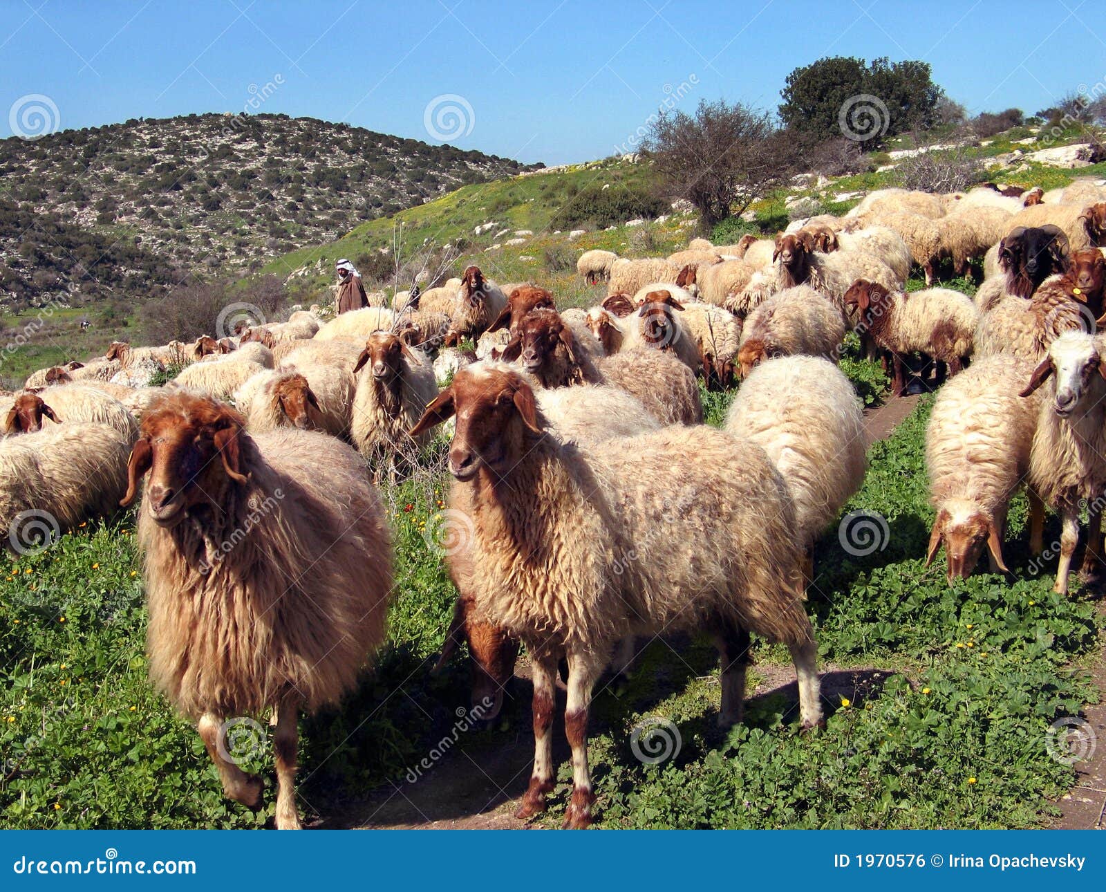 Herd and the shepherd stock photo. Image of herd, blossom - 1970576