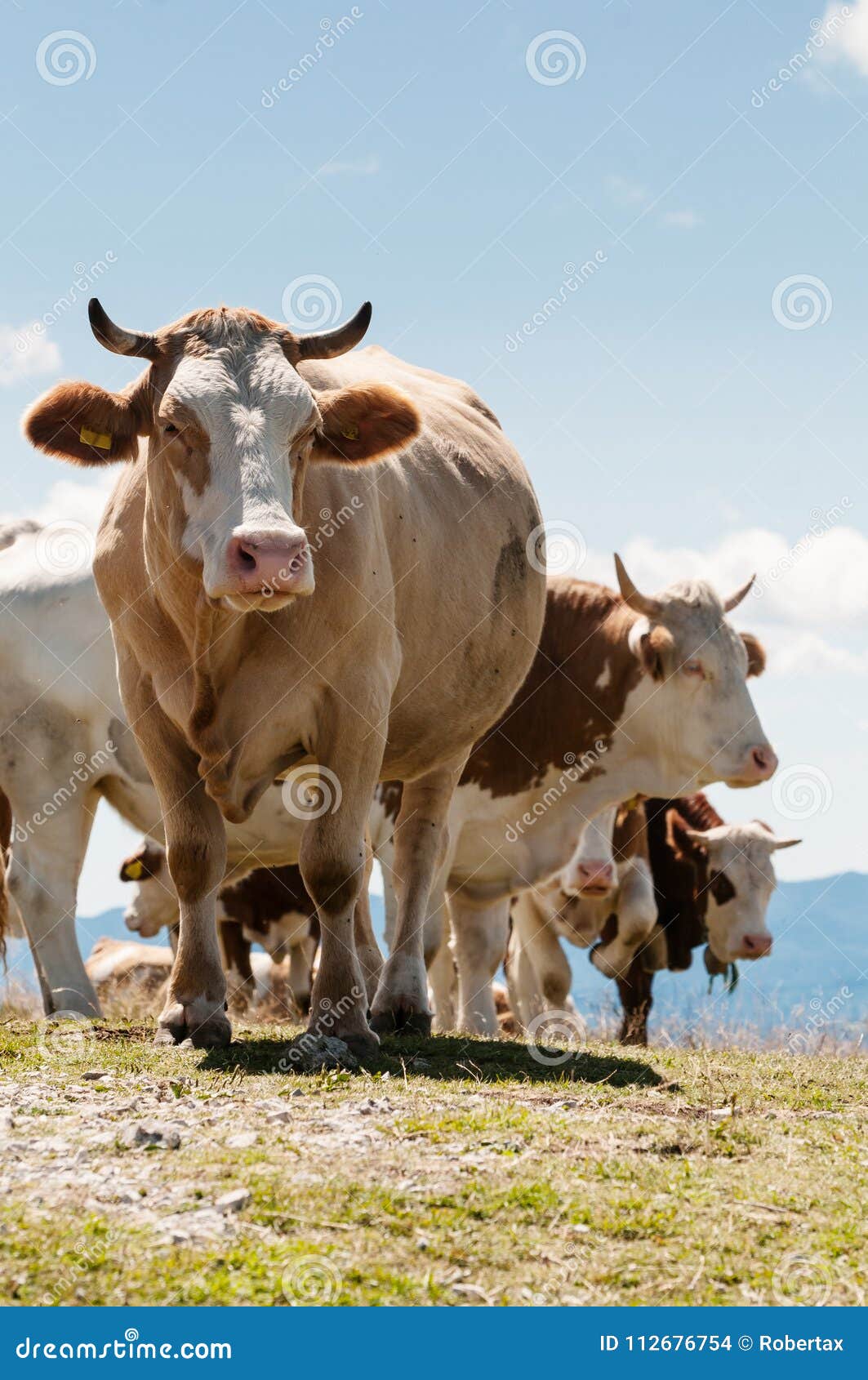 Herd of Simmental Cattle on a Green Mountain Pasture Stock Photo ...