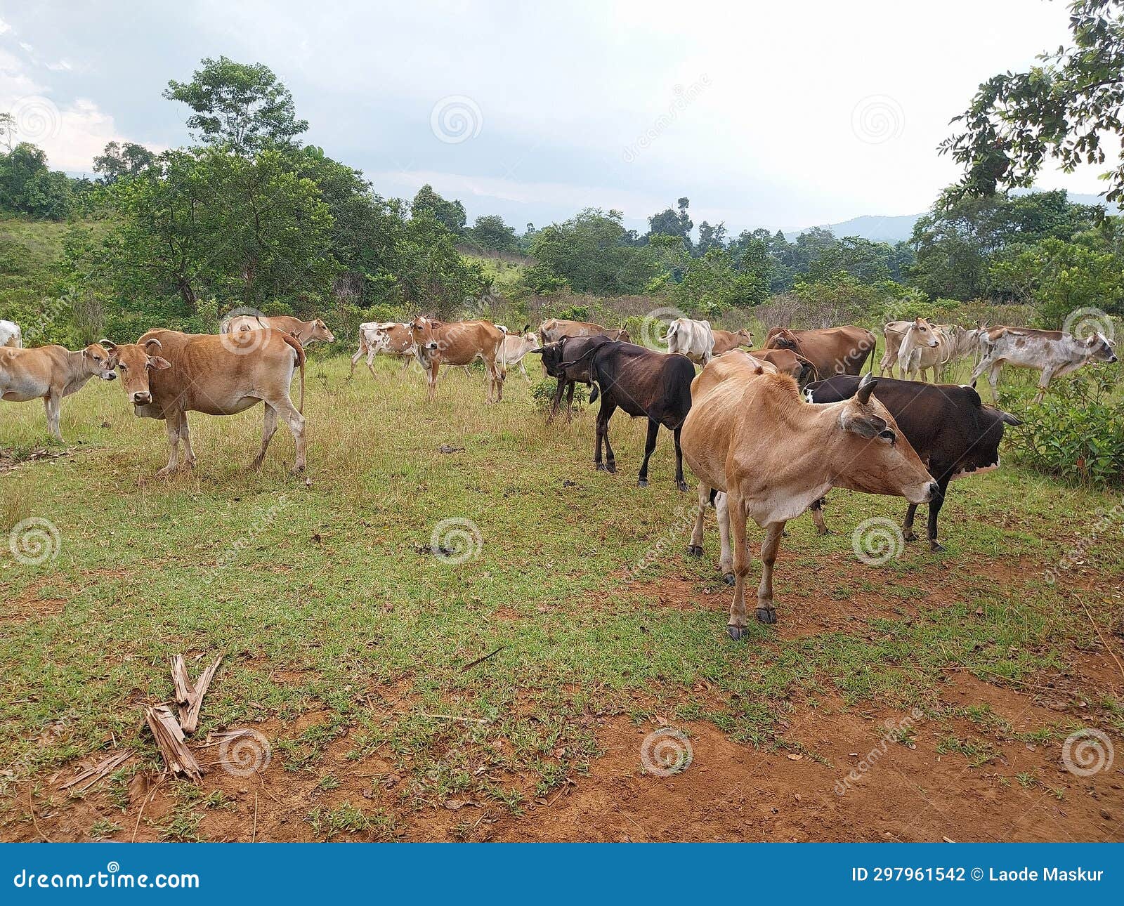 A Herd of Skinny Cows on a Barren Field Stock Photo - Image of barren ...