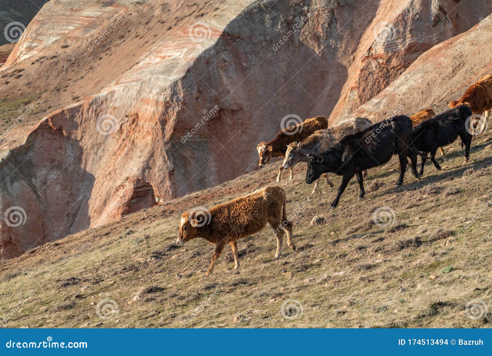Herd of Skinny Cows on a Mountainside Stock Photo - Image of cattle ...