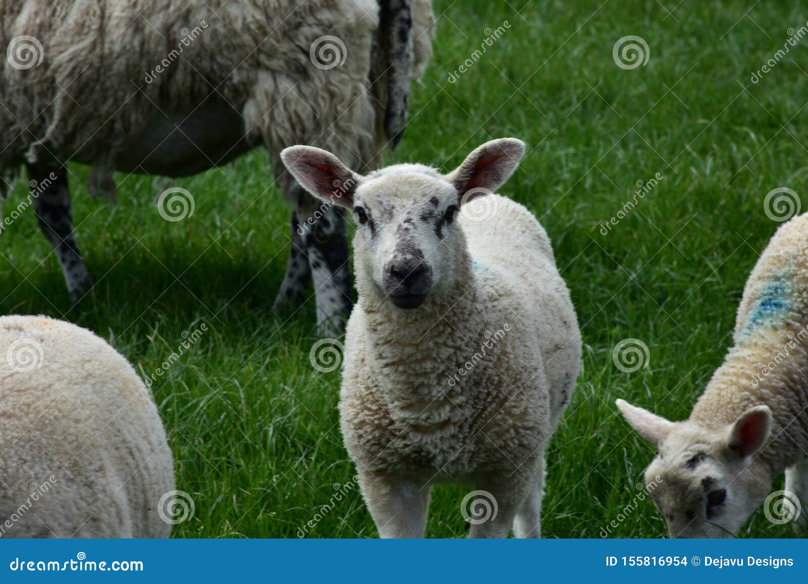 Beulah Speckled-Faced Sheep In Tall Grasses Royalty-Free Stock Photo ...