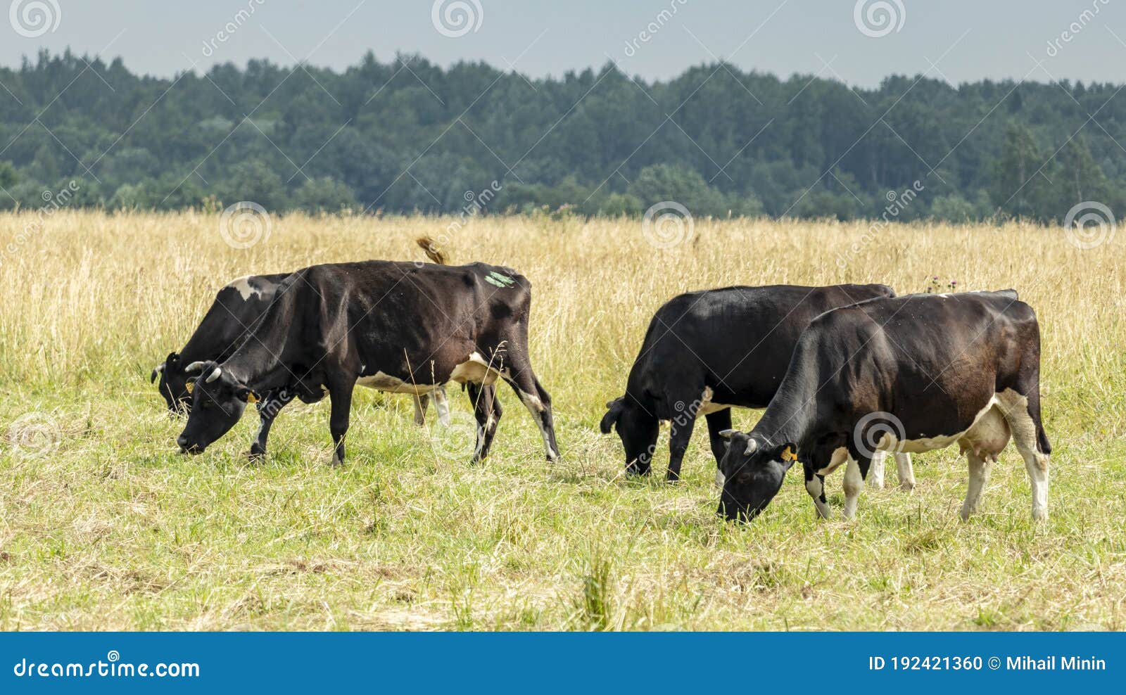 A Herd of Spotted Cows in a Meadow Stock Photo - Image of heifer, bull ...
