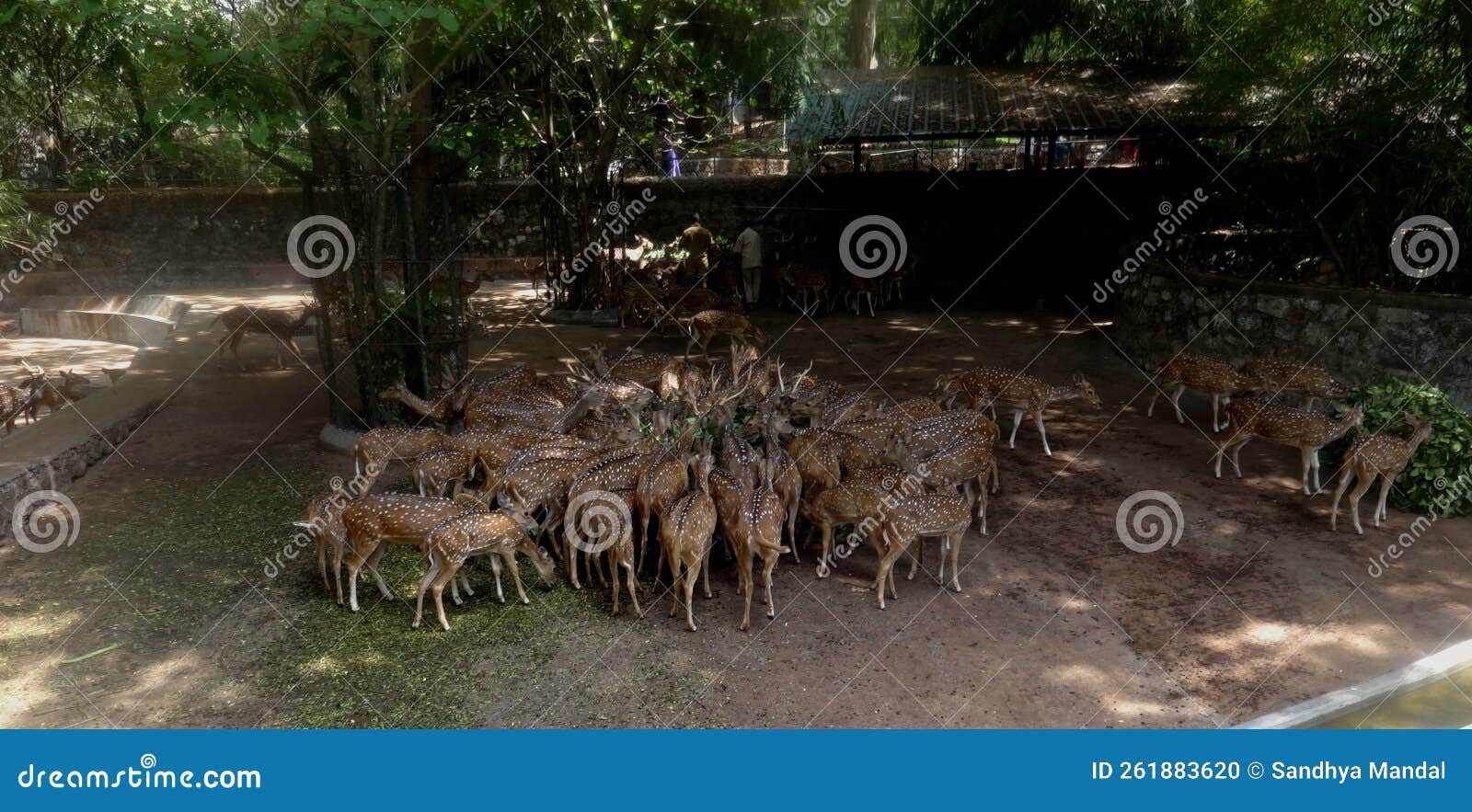 A Herd of Spotted Deer Inside Trivandrum Zoo in Kerala Stock Photo ...