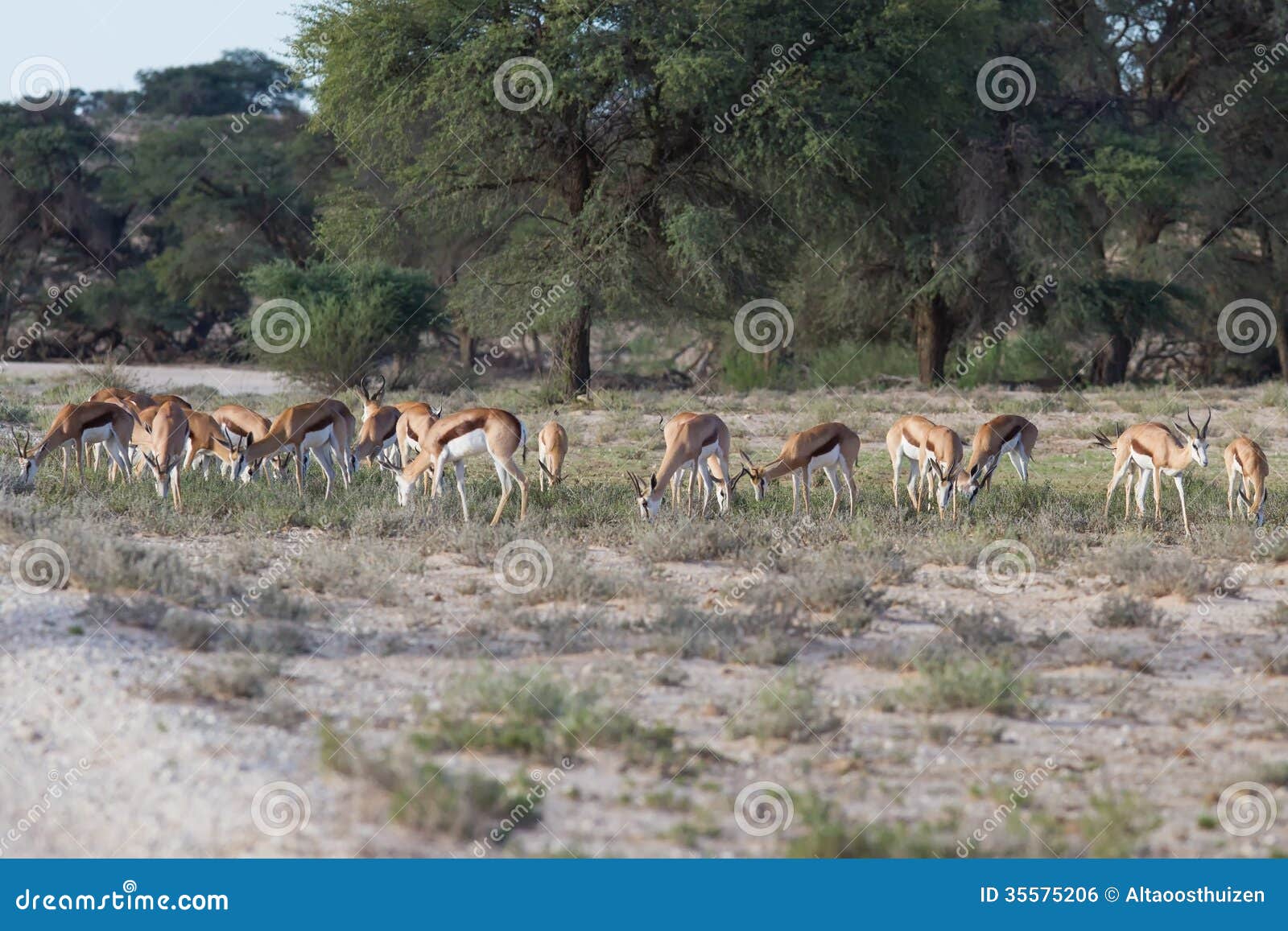 Herd of Springbok Grazing in the Kalahari Desert Stock Photo - Image of ...
