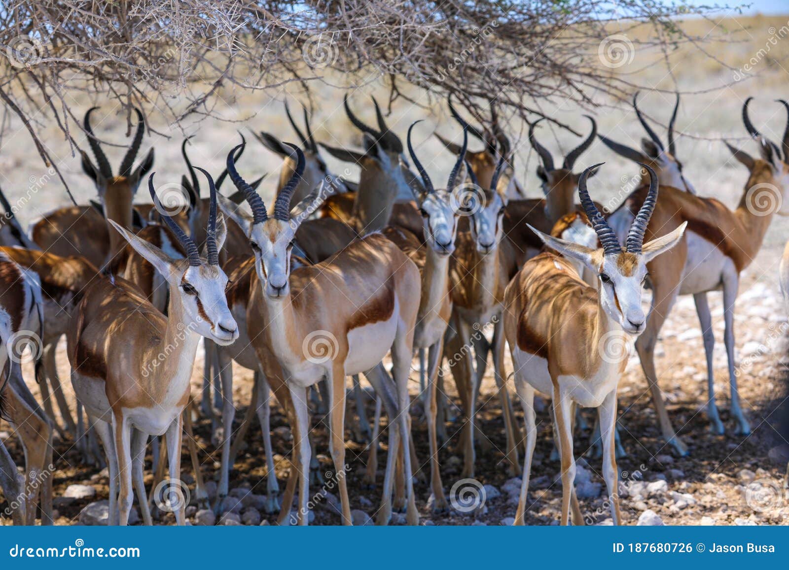 Herd of Springbok Resting in the Shade of a Tree Stock Photo - Image of ...