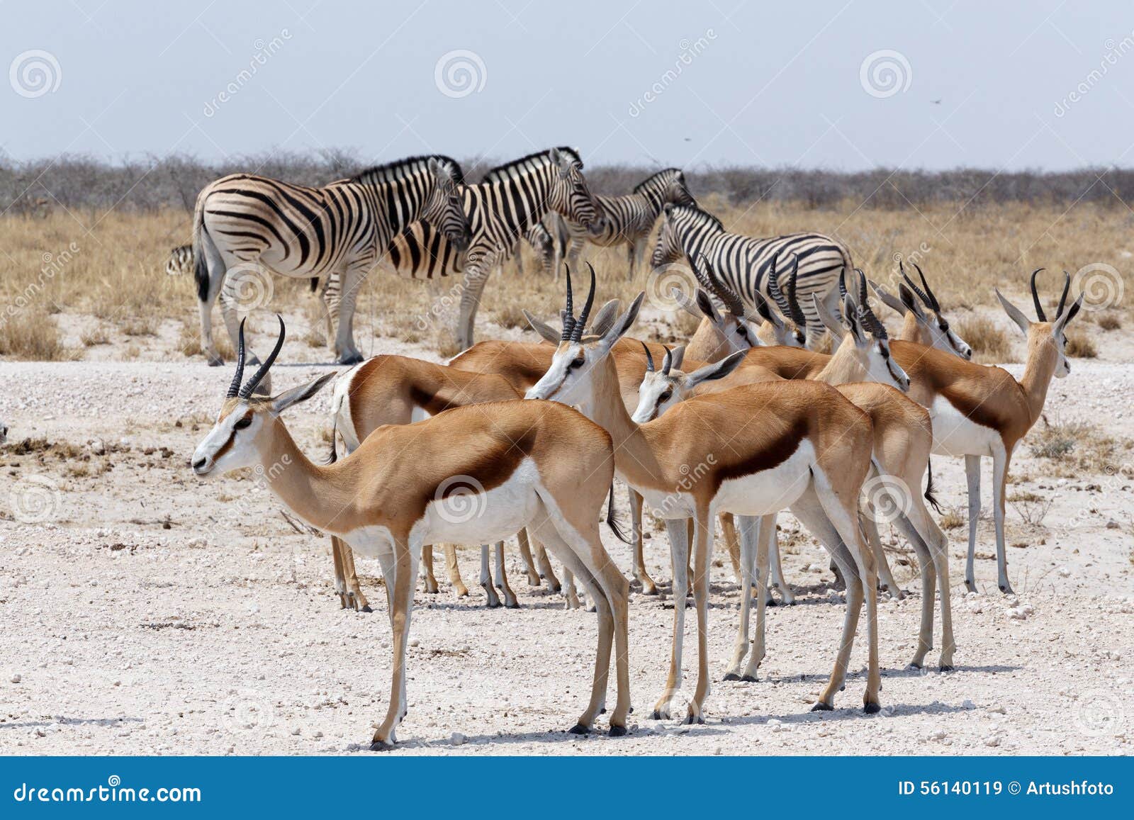Herd of Springbok and Zebra in Etosha Stock Image - Image of natural ...
