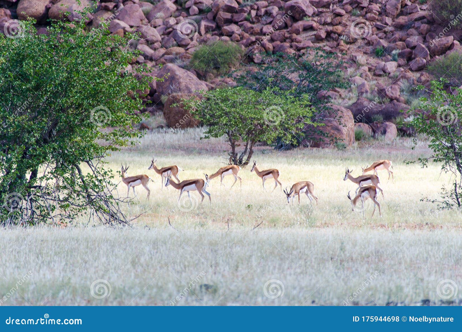 Herd of Springboks in Namibia Stock Photo - Image of kalahari, animal ...
