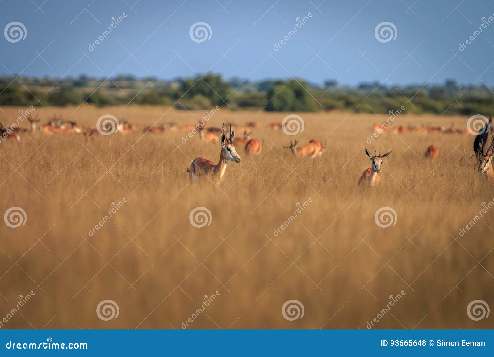 Herd of Springboks Standing in the High Grass. Stock Photo - Image of ...
