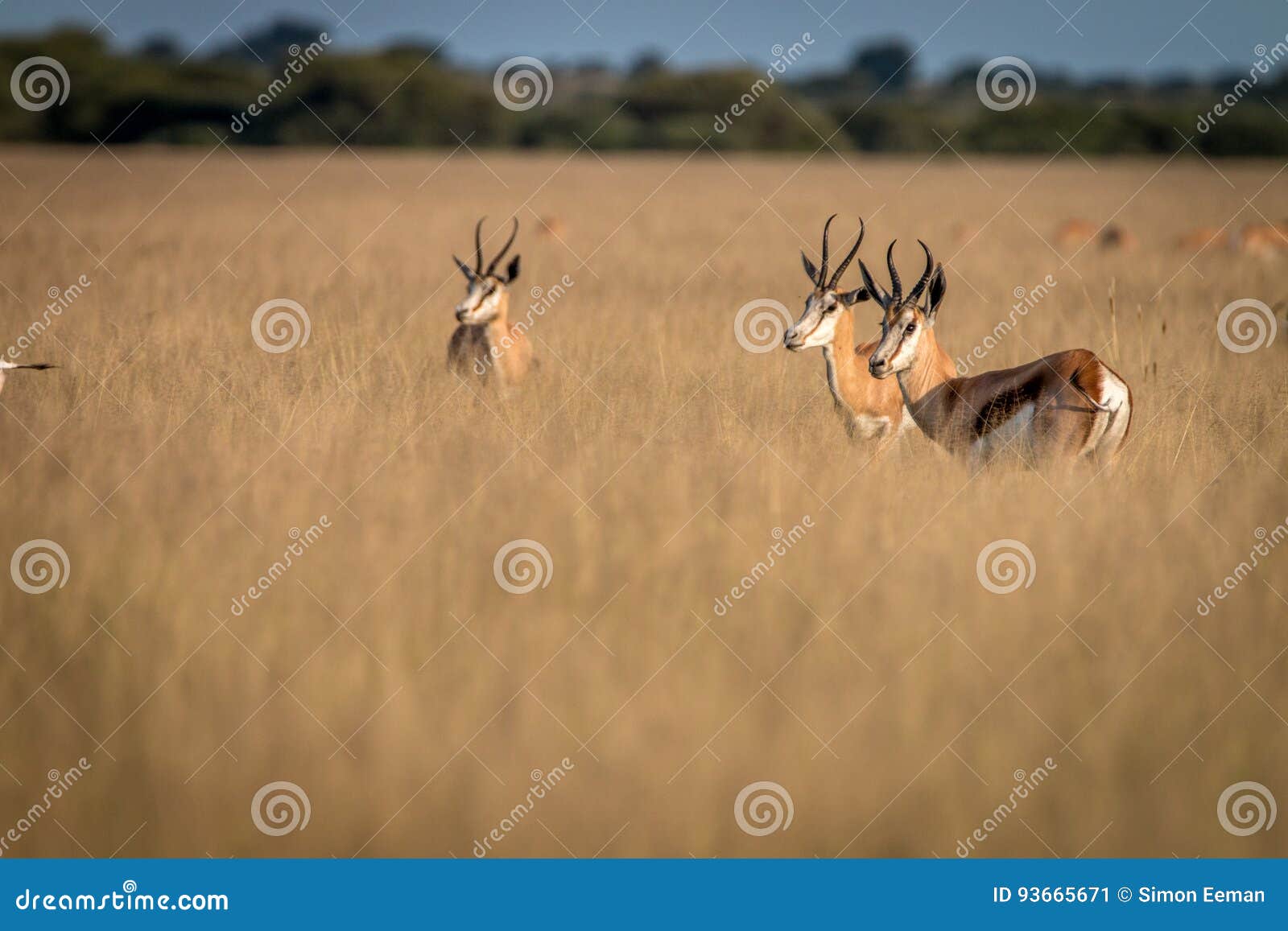Herd of Springboks Standing in the High Grass. Stock Image - Image of ...