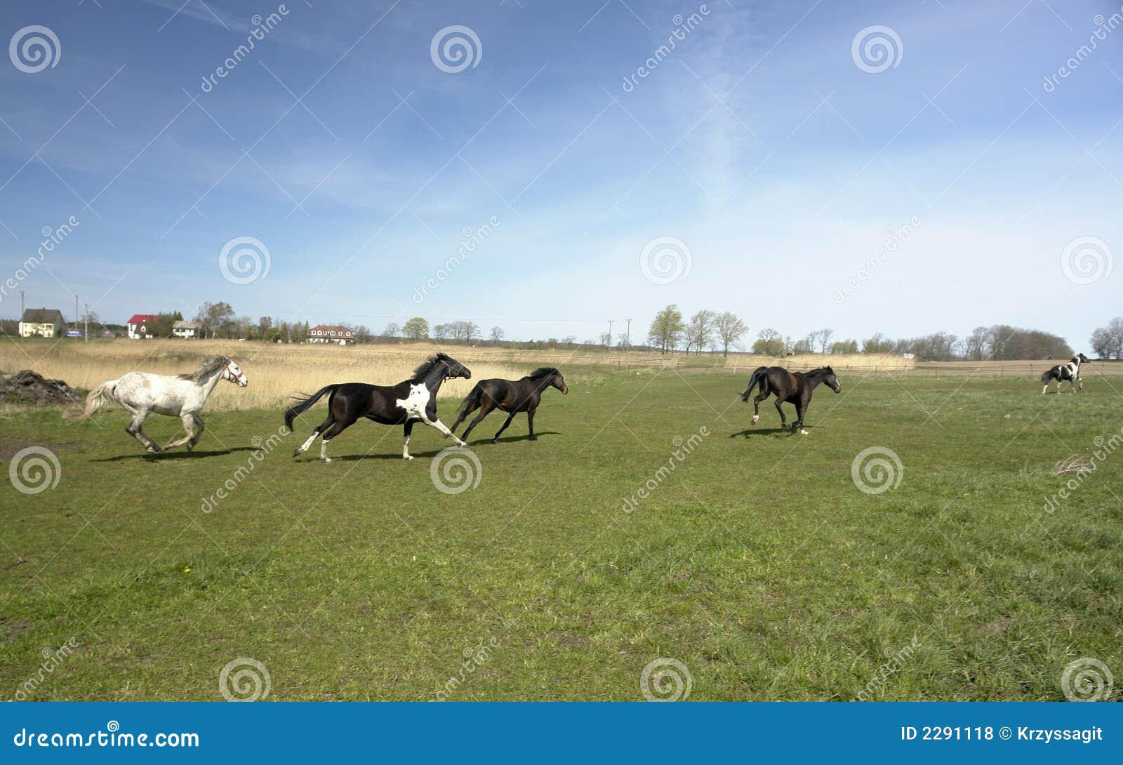 Herd Stampeding Horses Stock Photos - Free & Royalty-Free Stock Photos ...