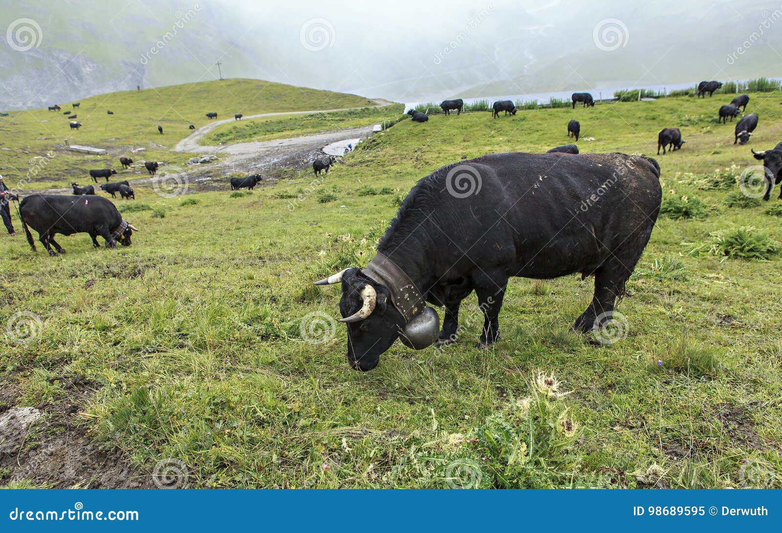 Herd of swiss cows stock image. Image of brown, bovine - 98689595