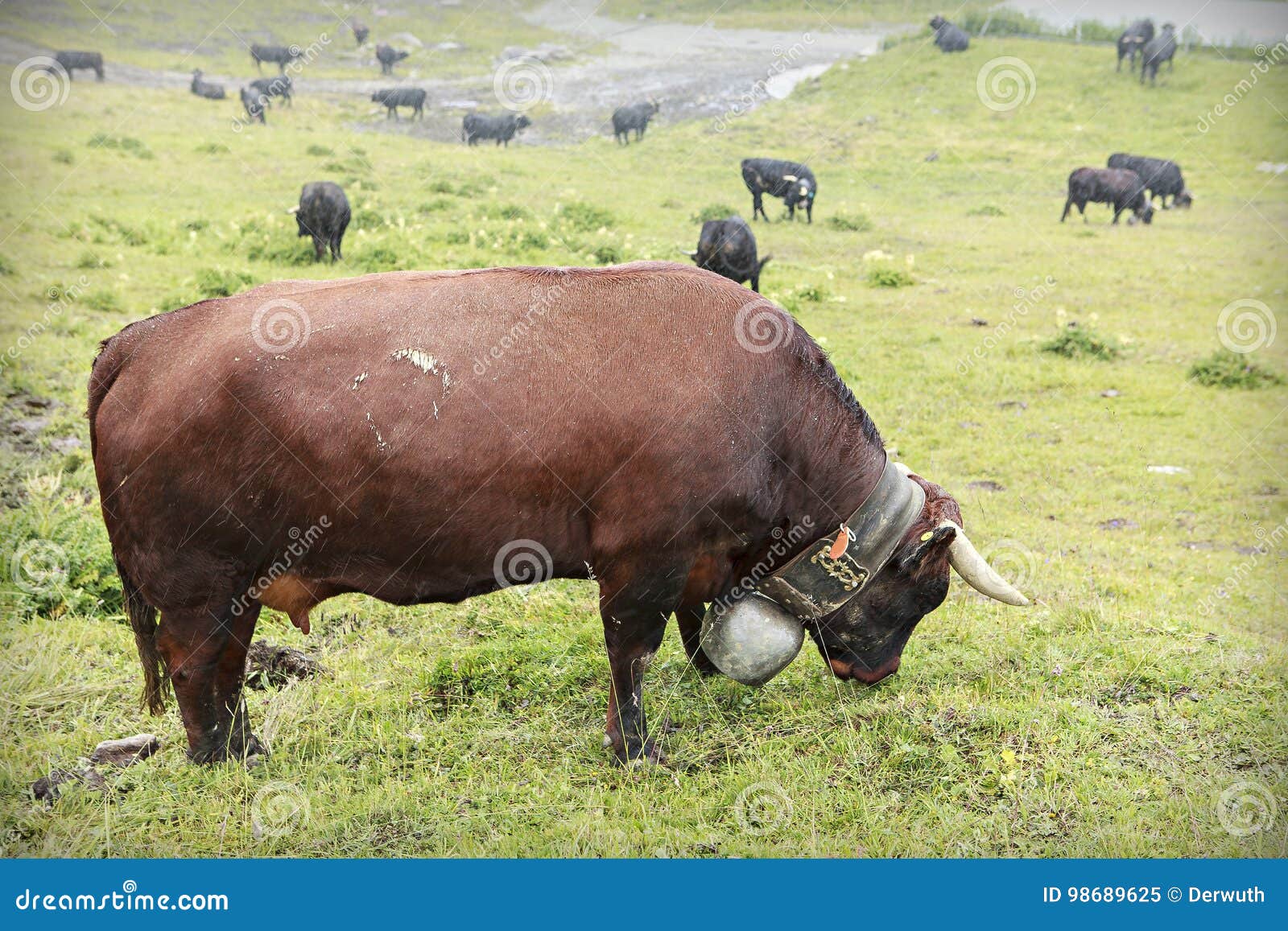 Herd of swiss cows stock image. Image of agriculture - 98689625