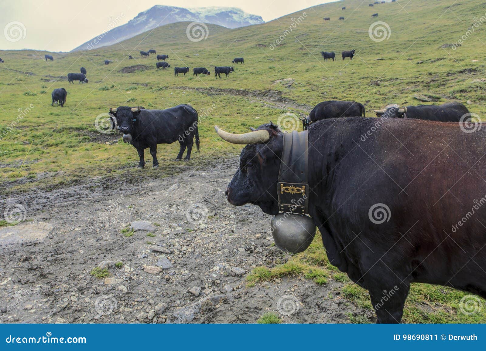 Herd of swiss cows stock image. Image of dairy, swiss - 98690811
