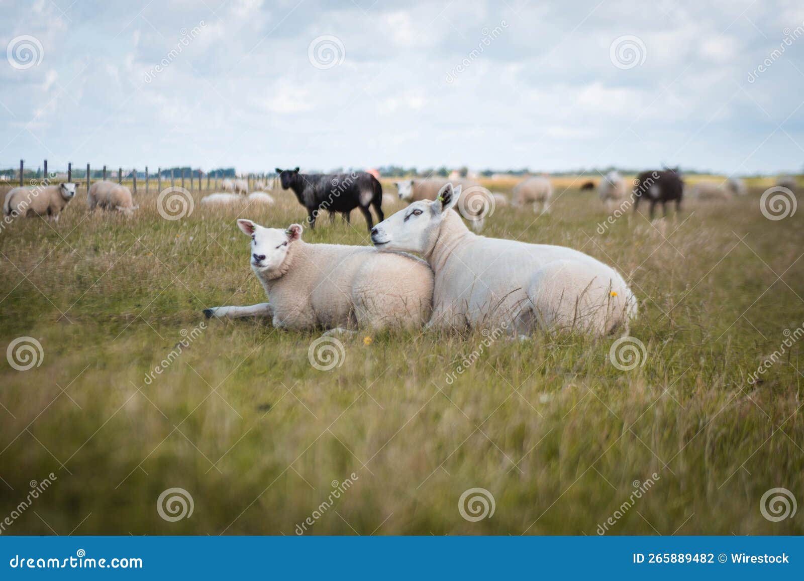 Herd of a Texel Sheep Resting in a Green Field Stock Photo - Image of wool, field: 265889482