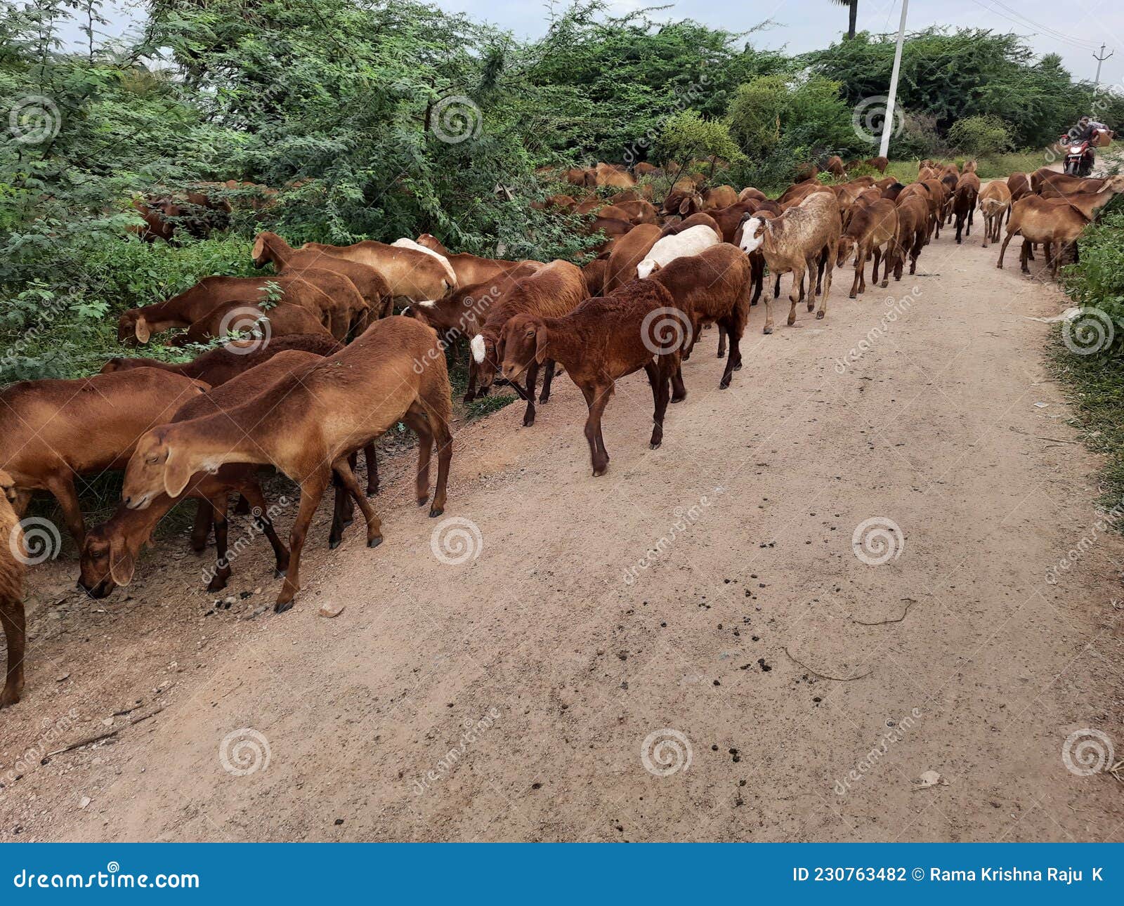 Herd or Tribe of Goats or Group of Goats Stock Photo - Image of pasture ...