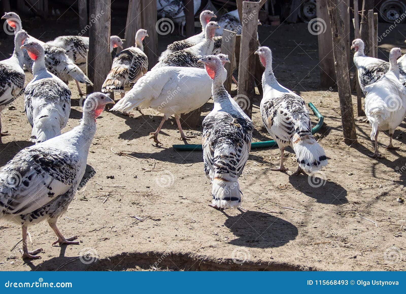 Herd of turkeys in the pen stock image. Image of male - 115668493