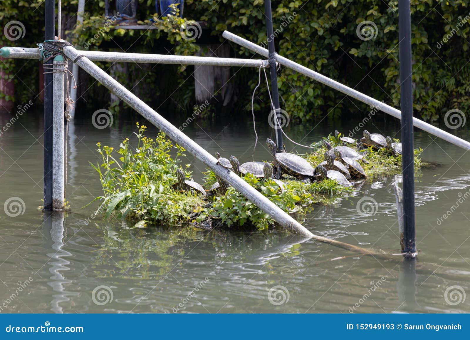 Herd of Turtle Resting on Pile at Japan Moat Stock Image - Image of ...