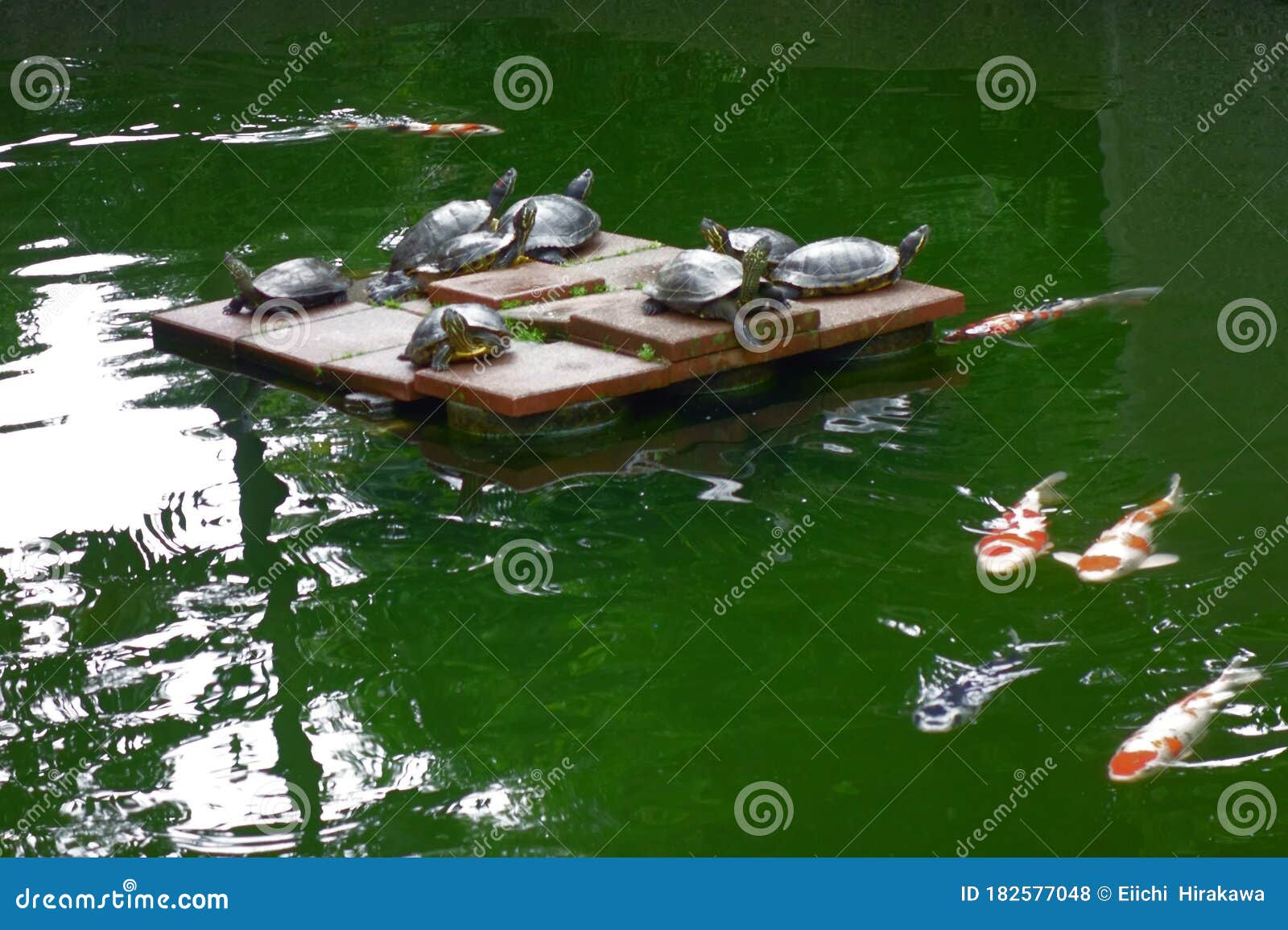 A Herd of Turtles Being Reared Stock Photo - Image of creature ...