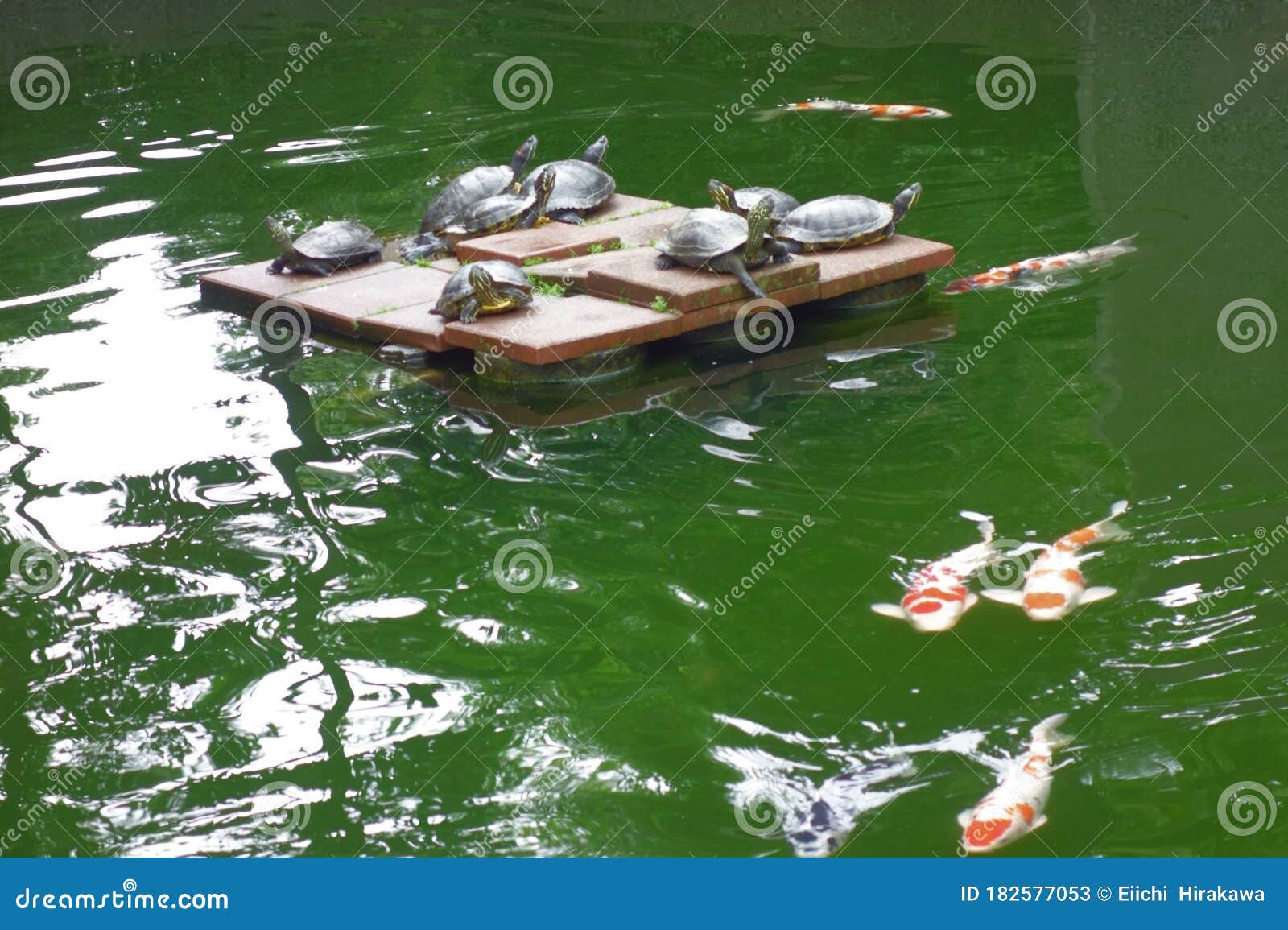 A Herd of Turtles Being Reared Stock Image - Image of ikesu, creature ...