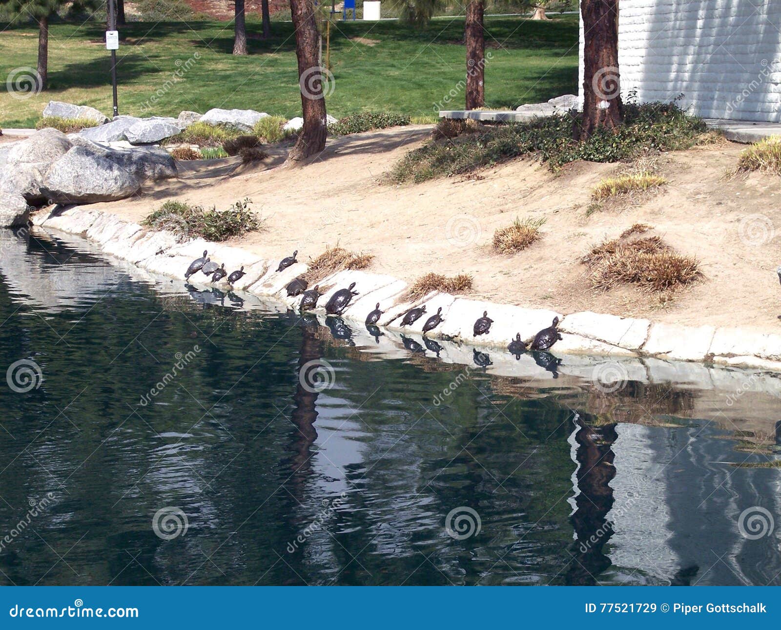 Herd of turtles stock image. Image of fauna, herd, rocks - 77521729
