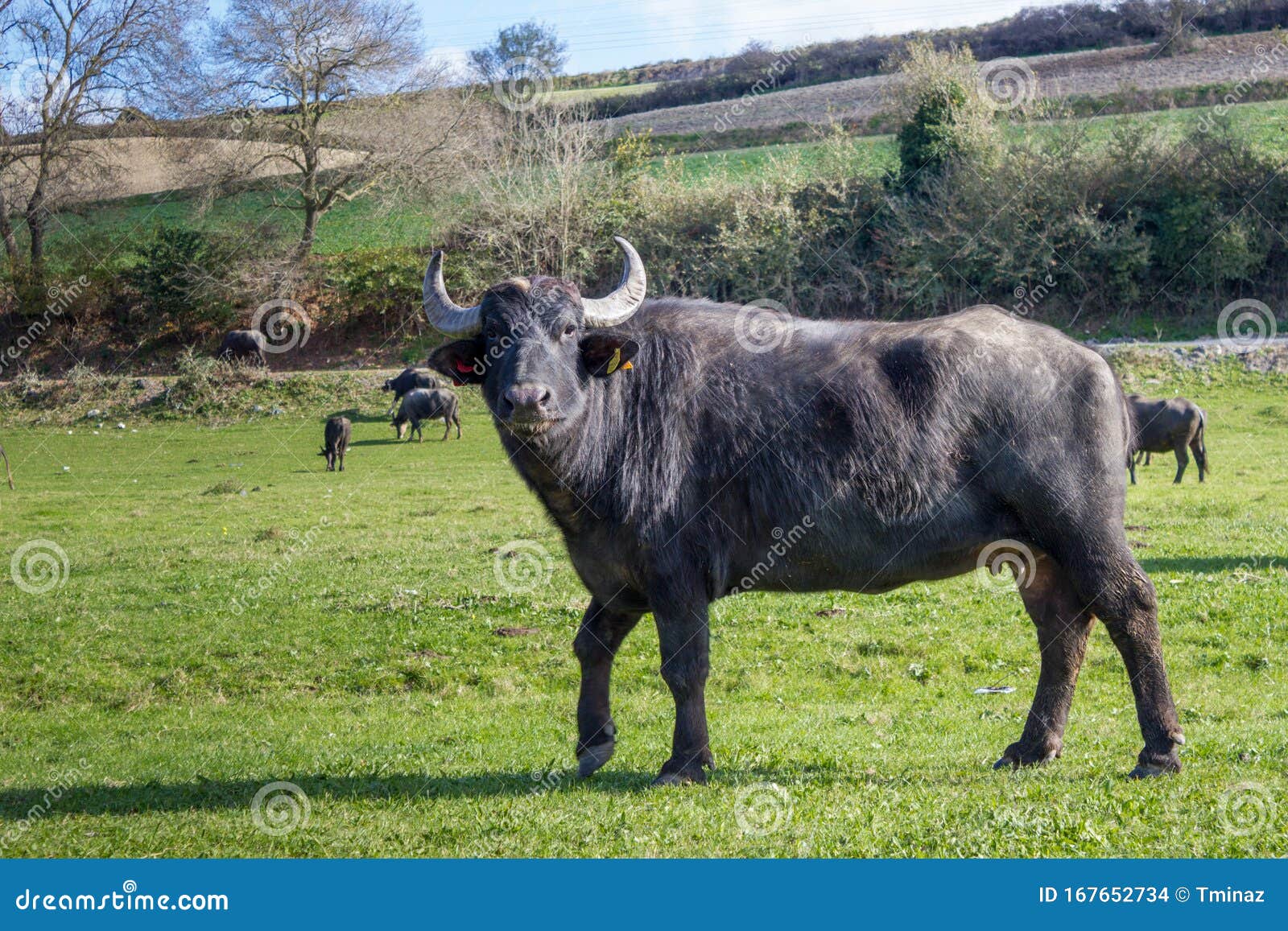 Herd Van Bubalus Bubalis Water Buffalo Grazing Stock Foto - Image of ...