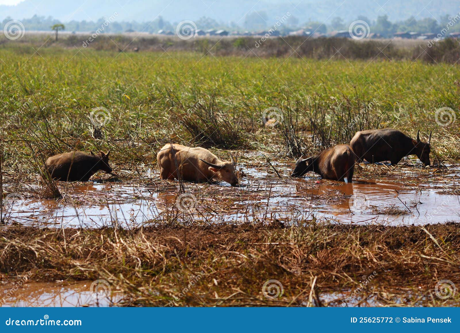 Herd of Water Buffalos Grazing Swampland Stock Photo - Image of muddy ...