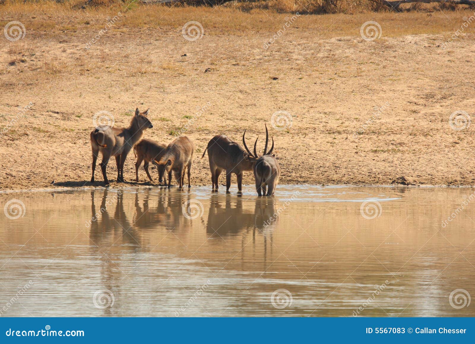 Herd of Waterbuck stock image. Image of kruger, african - 5567083