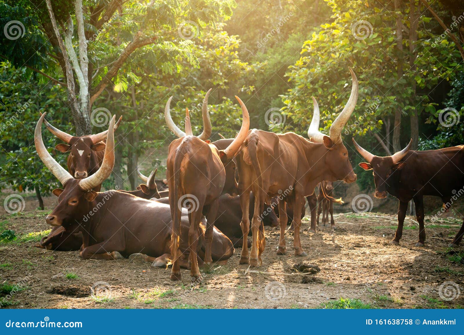 Herd of watusi cattle stock photo. Image of large, bull - 161638758