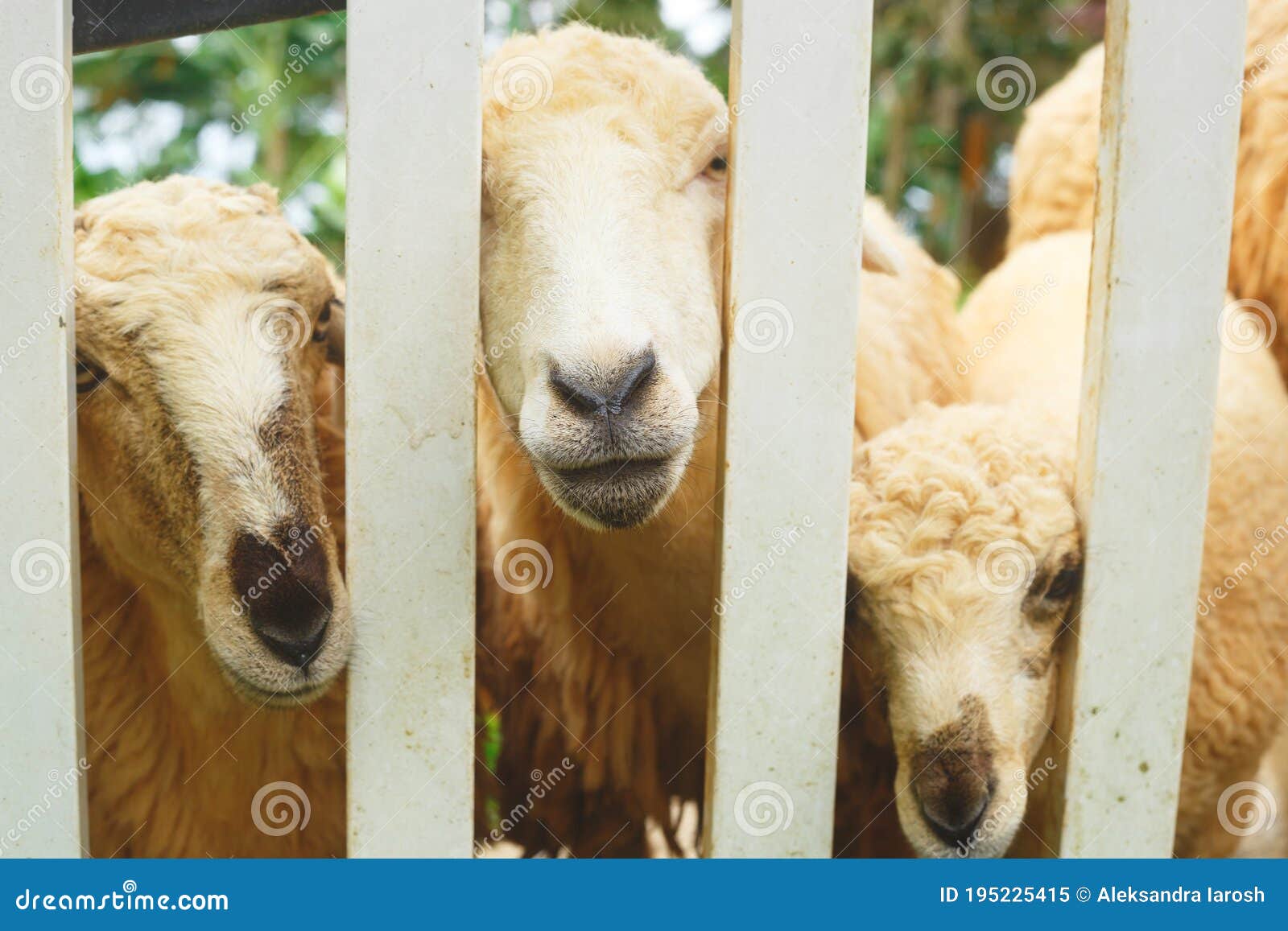 Herd of Well-groomed Cute Sheep on a Farm Stock Image - Image of look ...