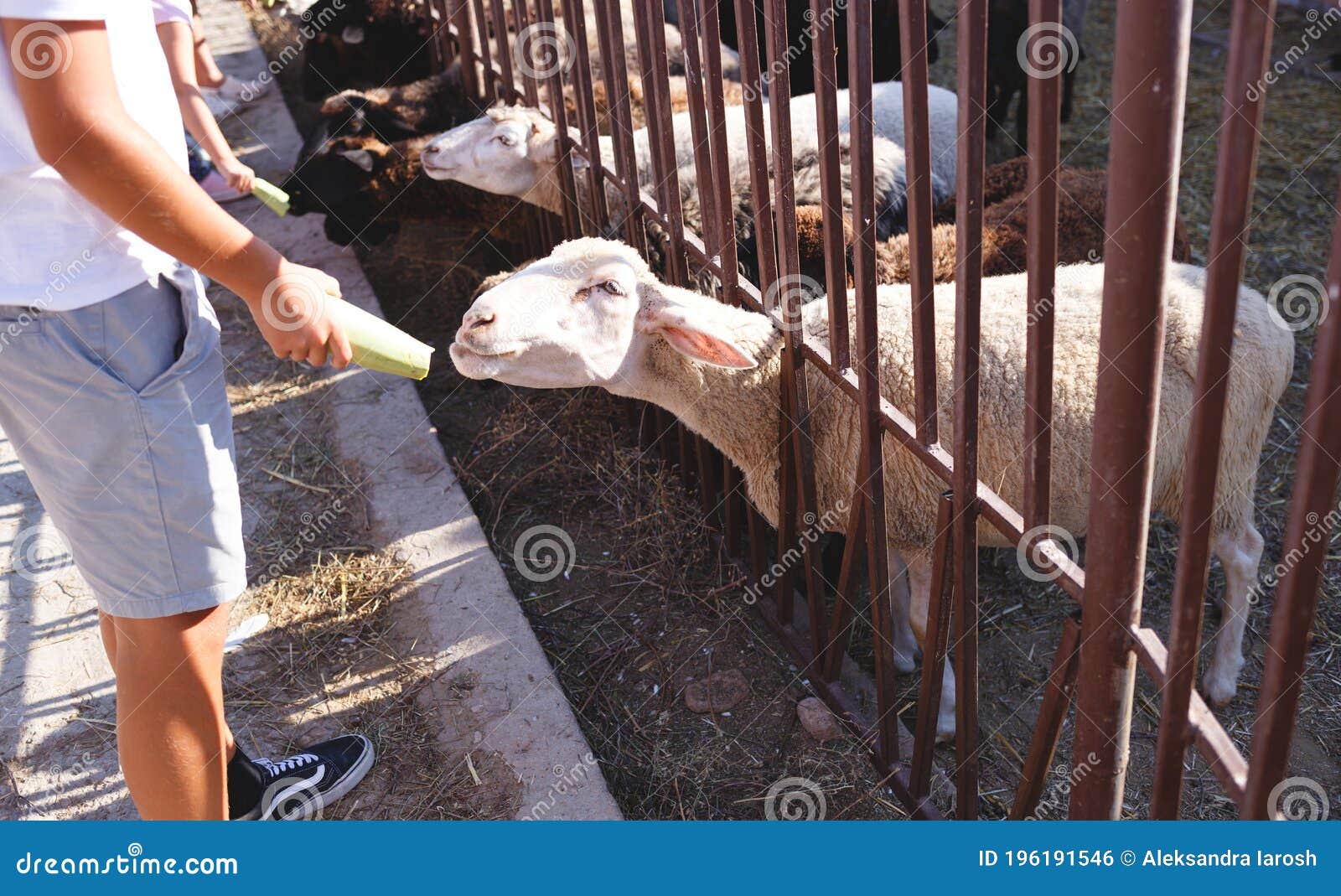 Herd of Well-groomed Cute Sheep on a Farm Stock Photo - Image of ...