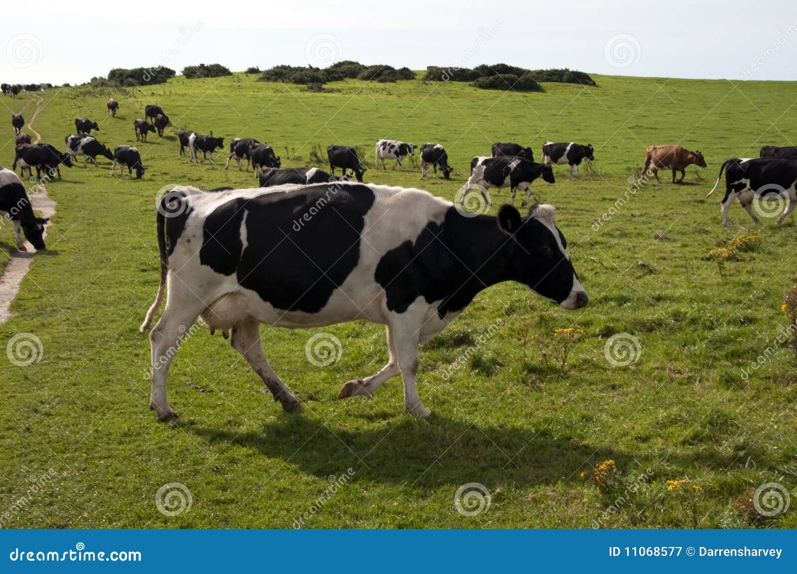 Herd of Welsh cows grazing stock image. Image of graze - 11068577