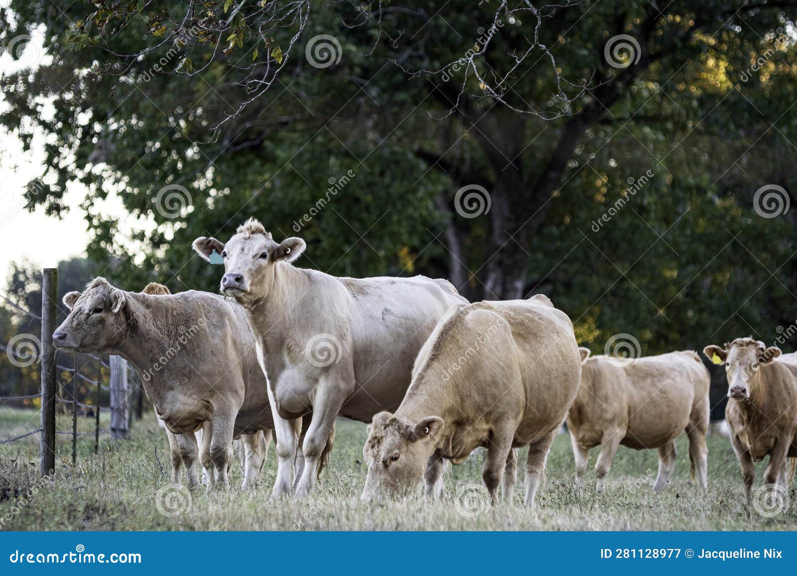 Herd of White Beef Cattle in a Pasture Stock Image - Image of negative ...